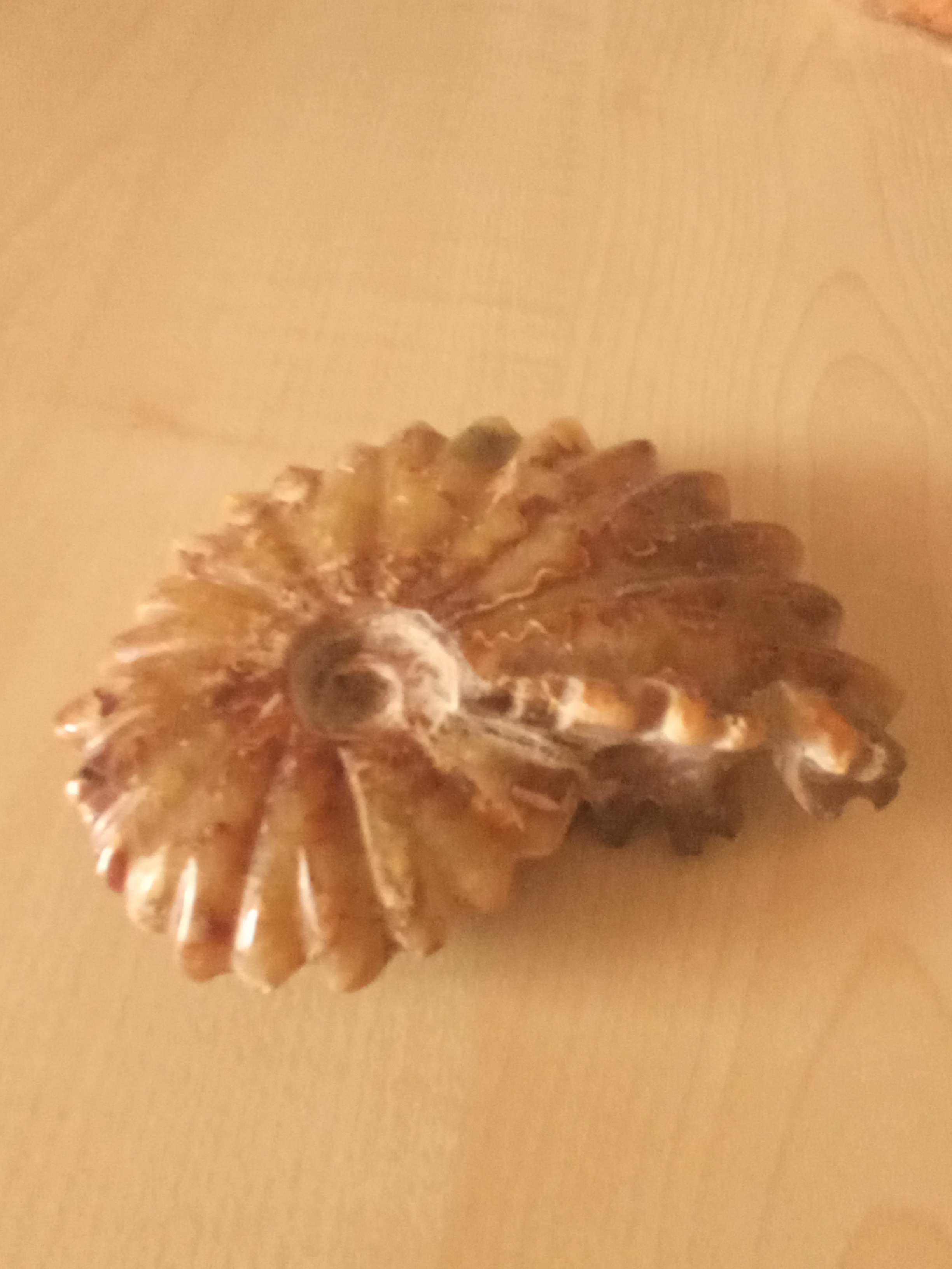 Is this real or fake and what type of ammonites is? - Is It Real? How ...