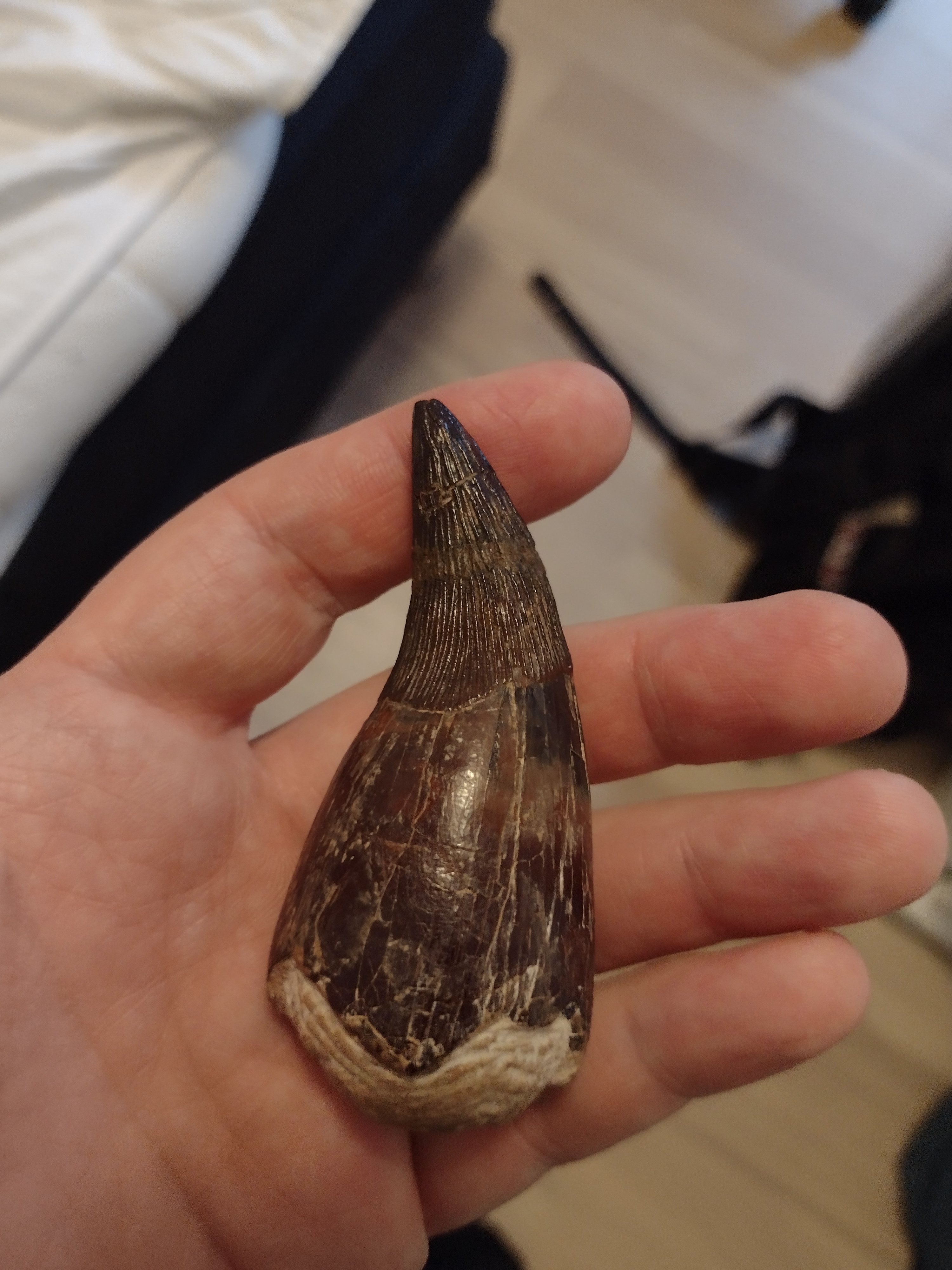 Show me your pliosaur teeth - General Fossil Discussion - The Fossil Forum