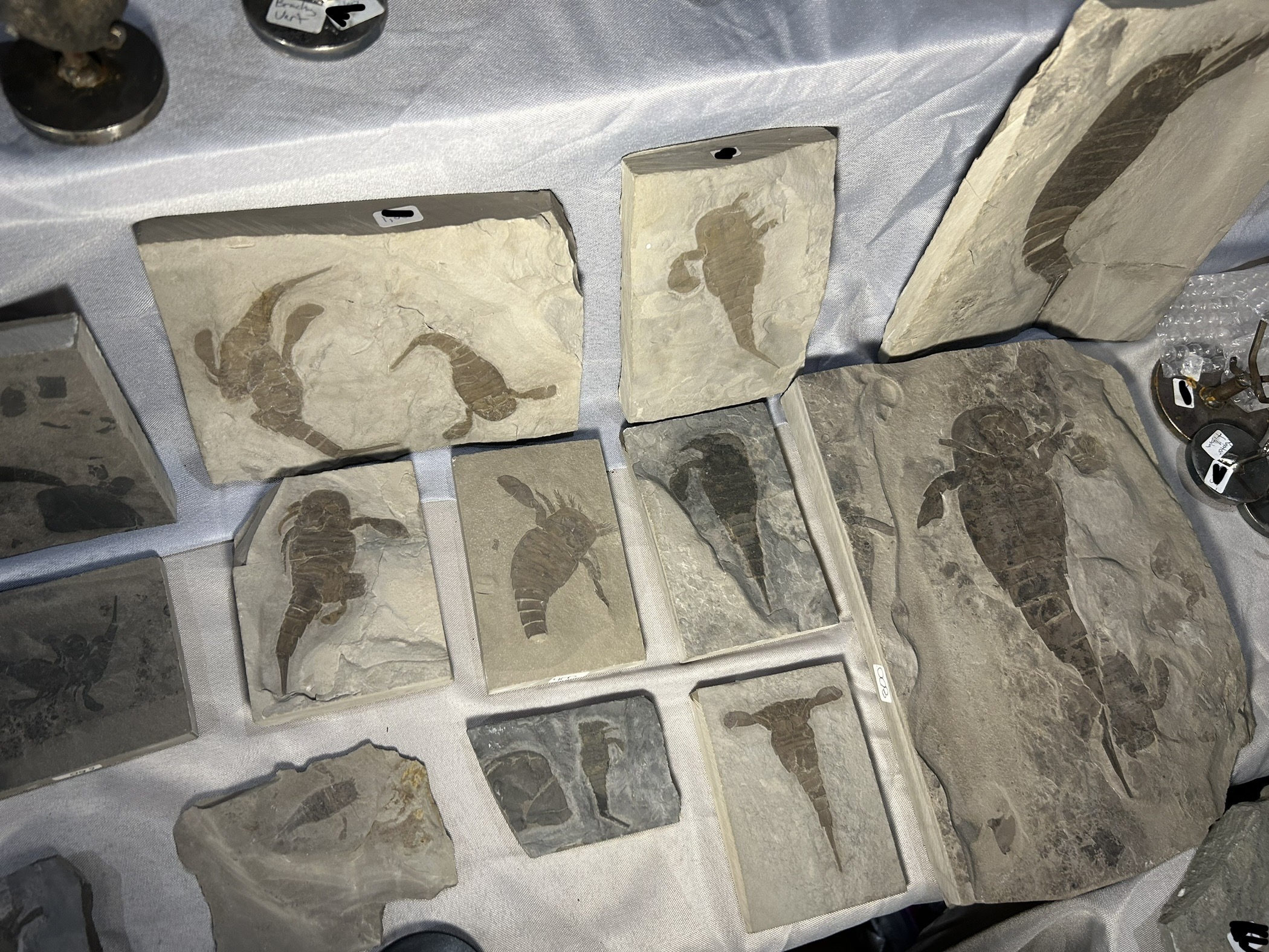 Denver Mineral, Fossil, Gem & Mineral Show 2023 - General Fossil ...