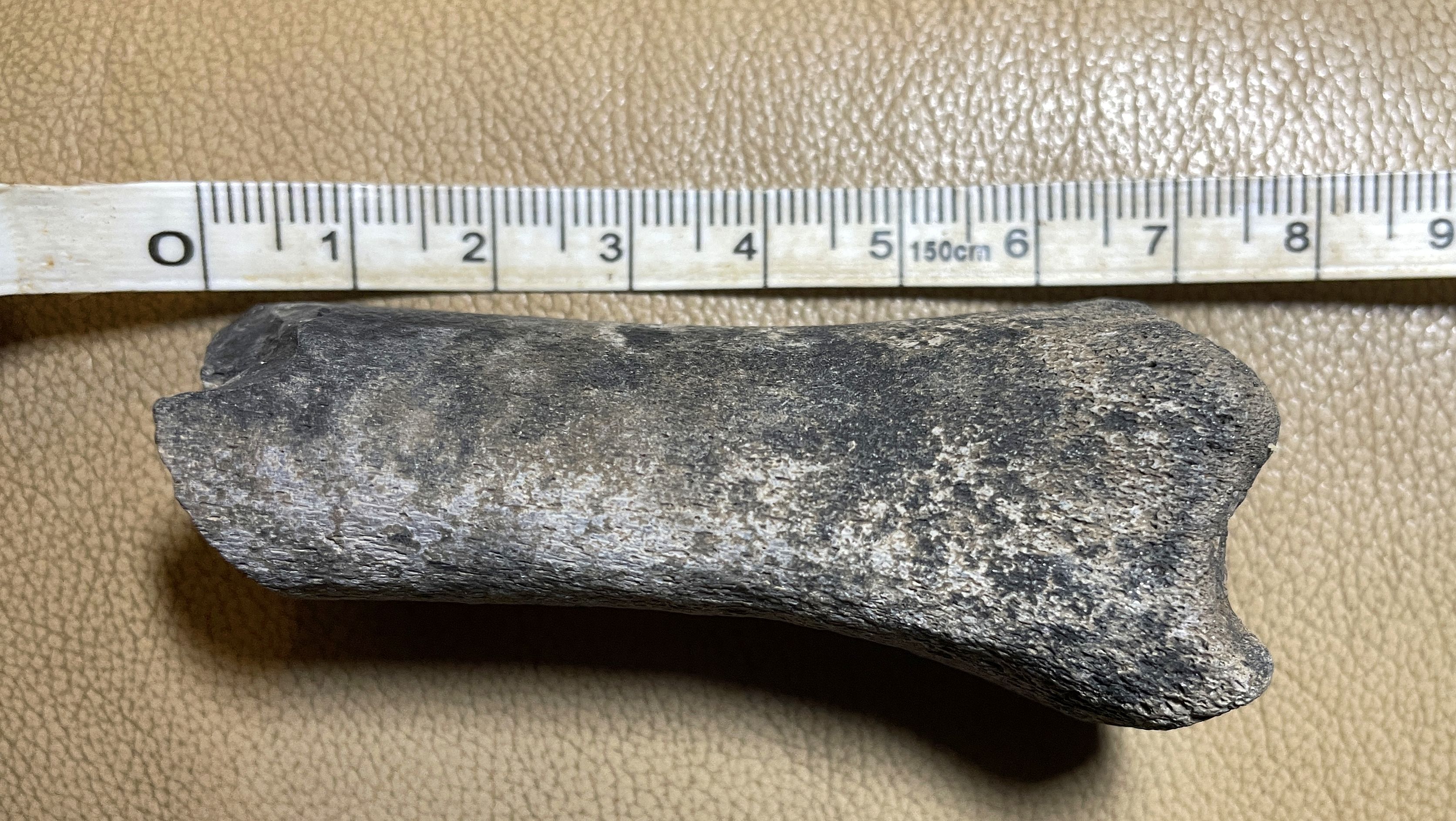Three (fossilized?) fragments of bones - Fossil ID - The Fossil Forum