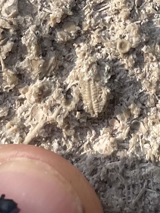 Blastoid? - Fossil ID - The Fossil Forum