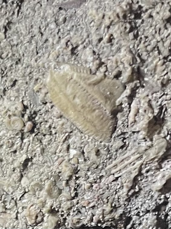 Blastoid? - Fossil ID - The Fossil Forum