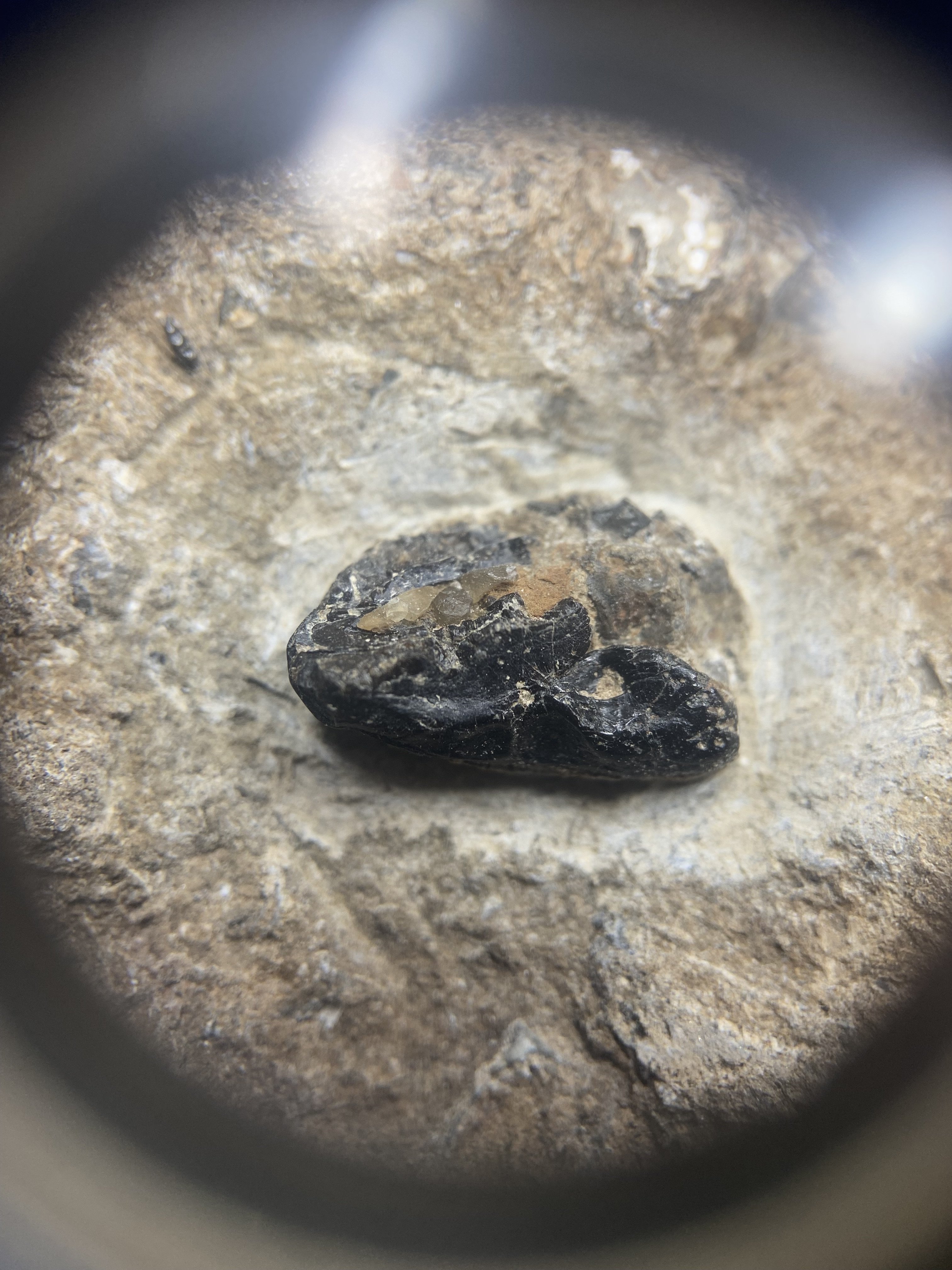Unknown fossil from the Vectis formation of Yaverland - Isle of Wight ...