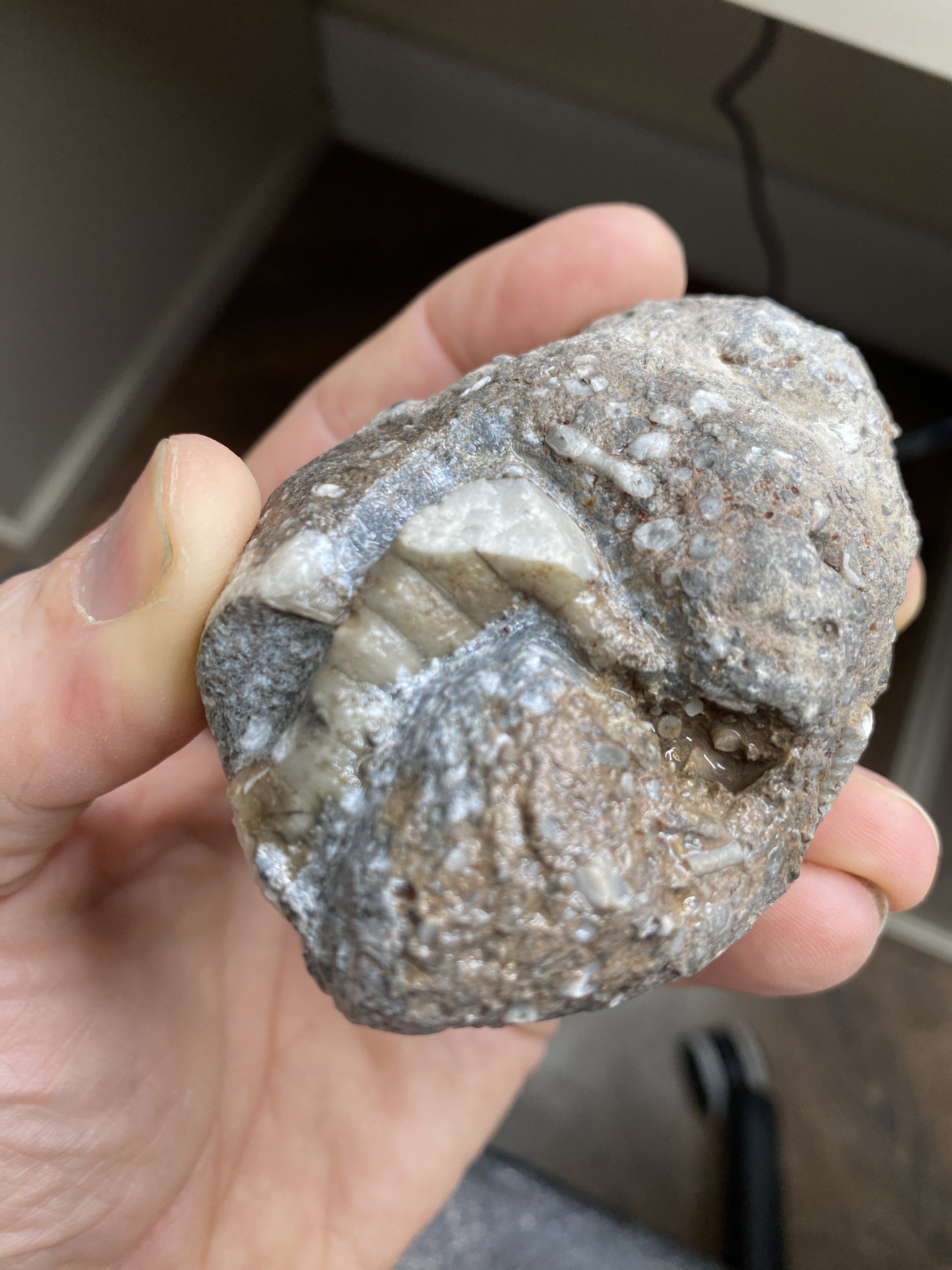 Just lost with this one - Fossil ID - The Fossil Forum
