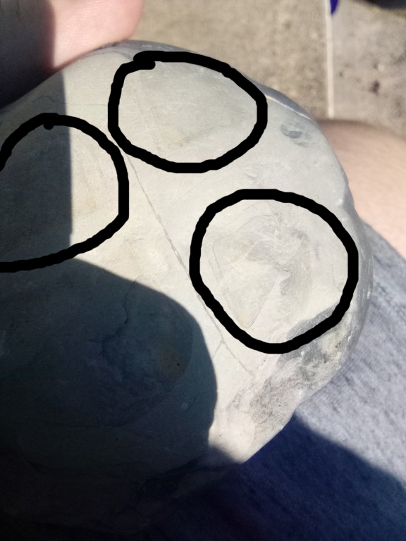 what could this be? - Fossil ID - The Fossil Forum
