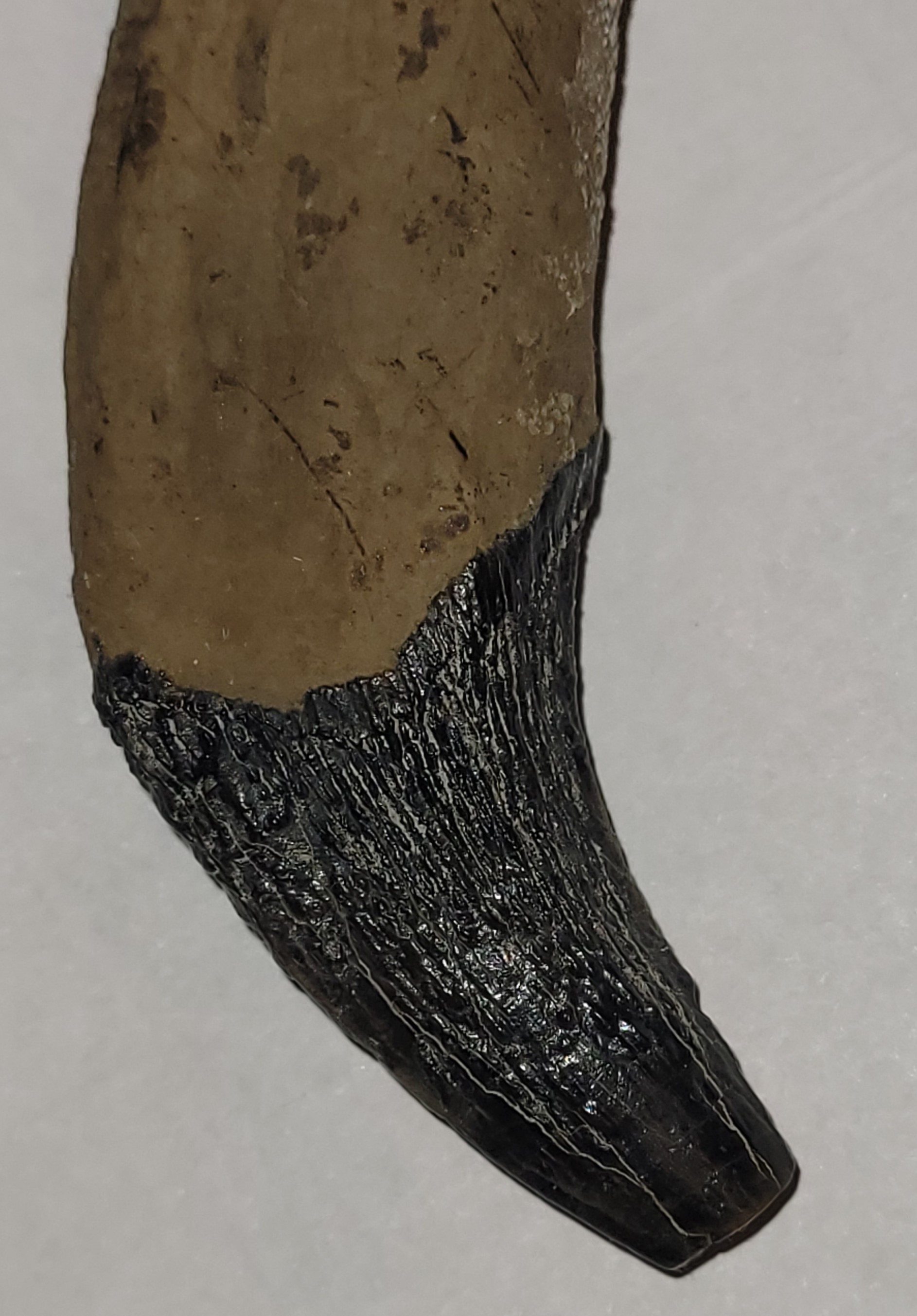Another Archaeocete Whale Tooth and a Vert - Fossil Hunting Trips - The ...