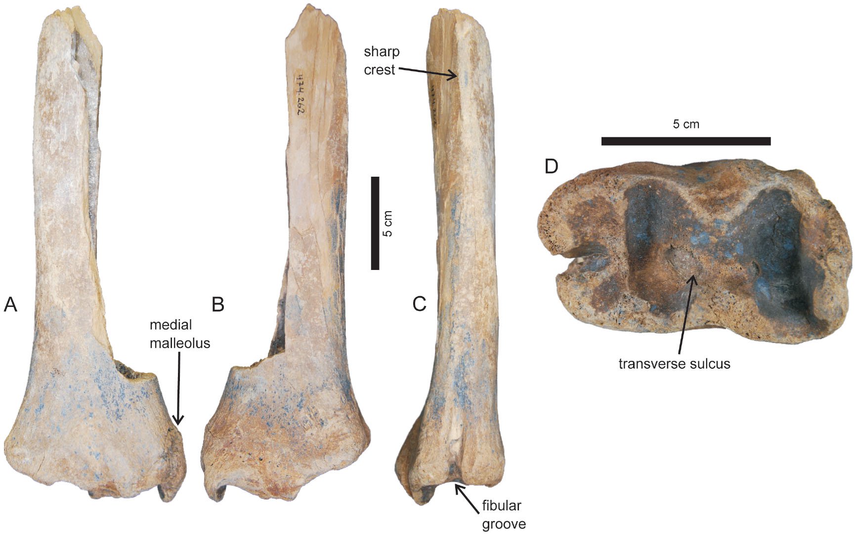 Need help to ID heavy bone - Fossil ID - The Fossil Forum