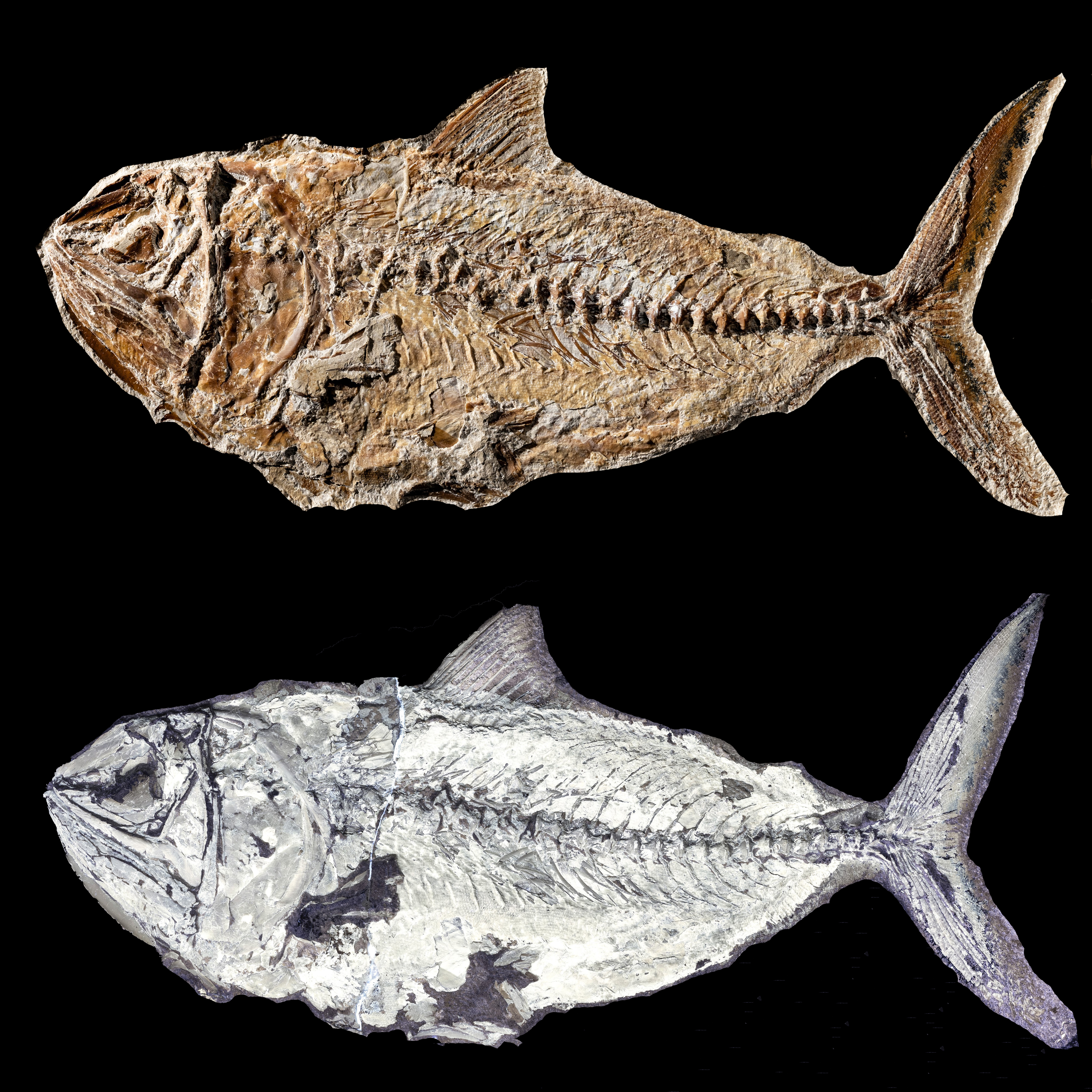 Fish from Lebanon - Fossil ID - The Fossil Forum