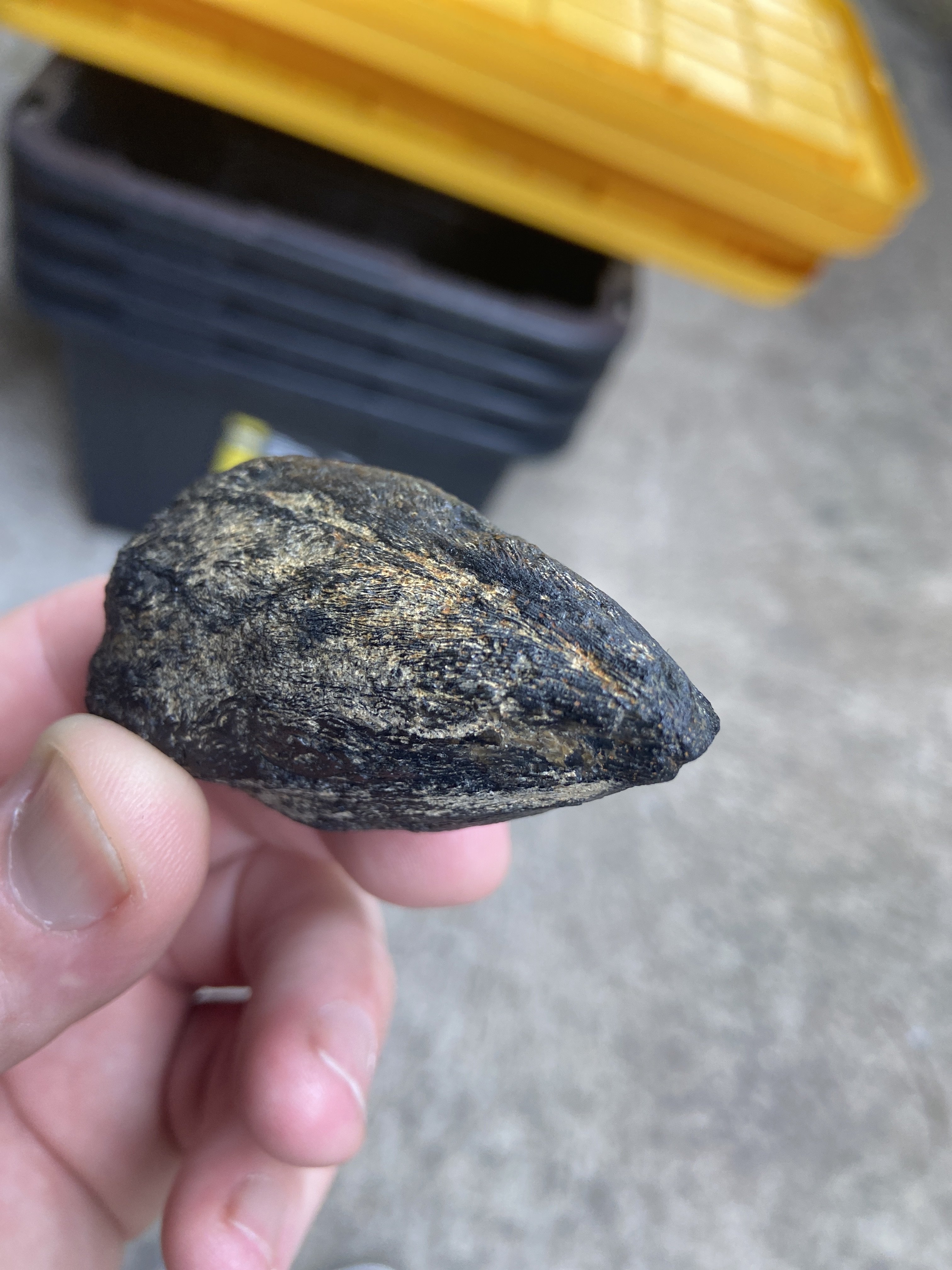 Fossilized coconut pod? Palm seed? - Fossil ID - The Fossil Forum