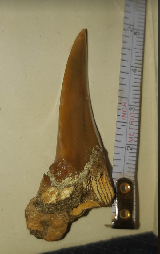 Shark Tooth ID - Canterbury NZ - Fossil ID - The Fossil Forum