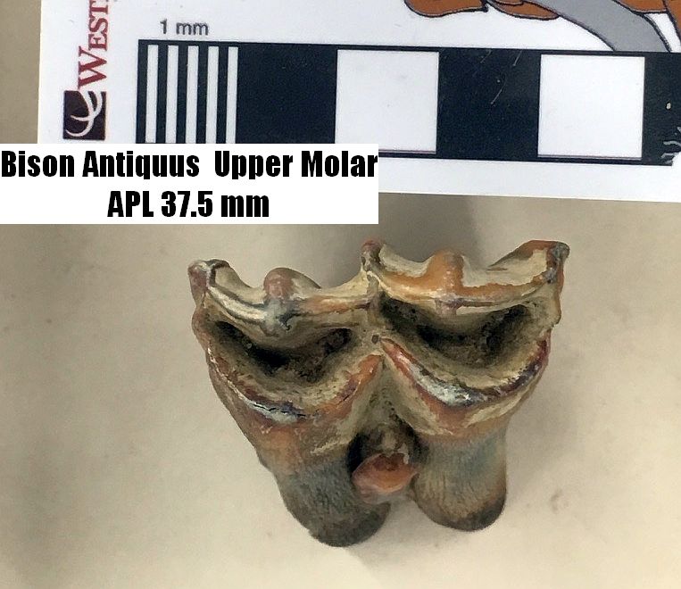 A Mammal Tooth and Vertebra - Member Collections - The Fossil Forum