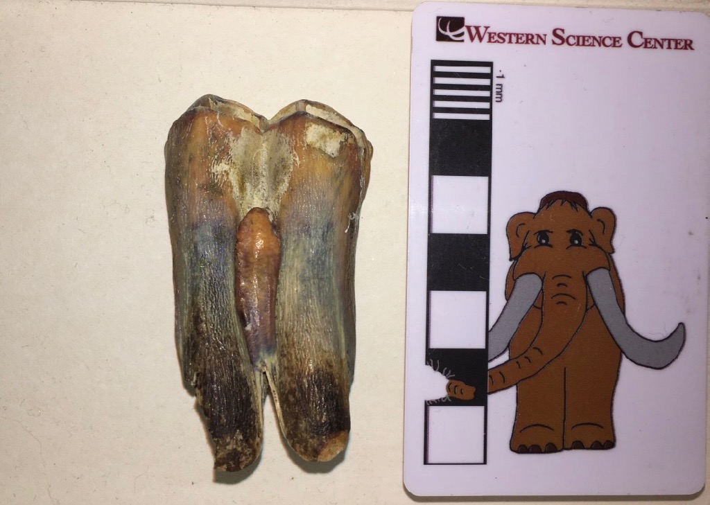 A Mammal Tooth and Vertebra - Member Collections - The Fossil Forum