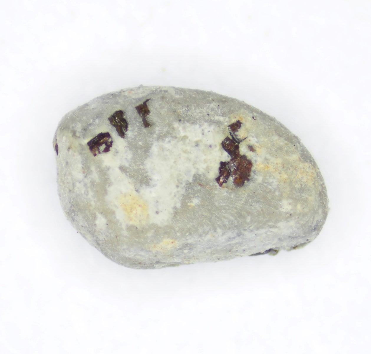 Starfish Ossicle Walnut Formation - Echinoderms - The Fossil Forum