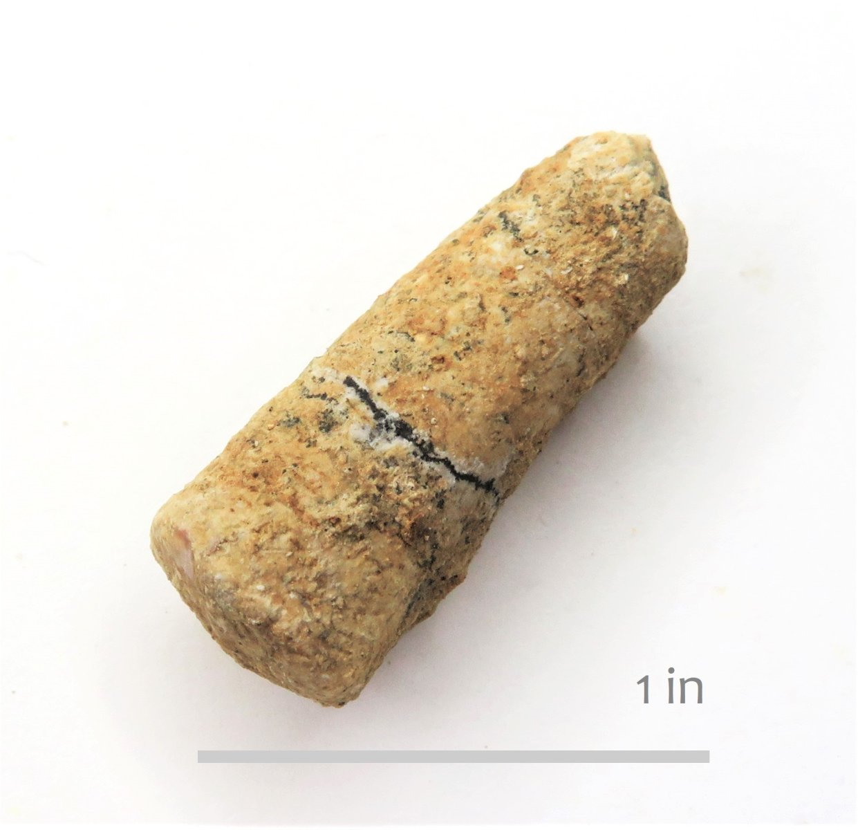Cephalopod Pen Shell Corsicana Formation - Member Collections - The ...
