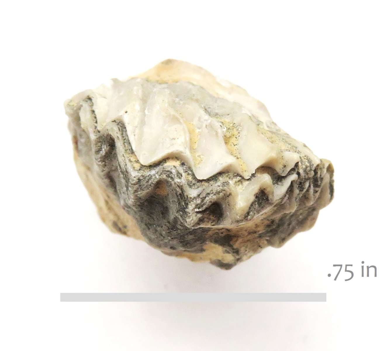 Bivalve Oyster Lopha sp. Glen Rose Formation - Member Collections - The ...