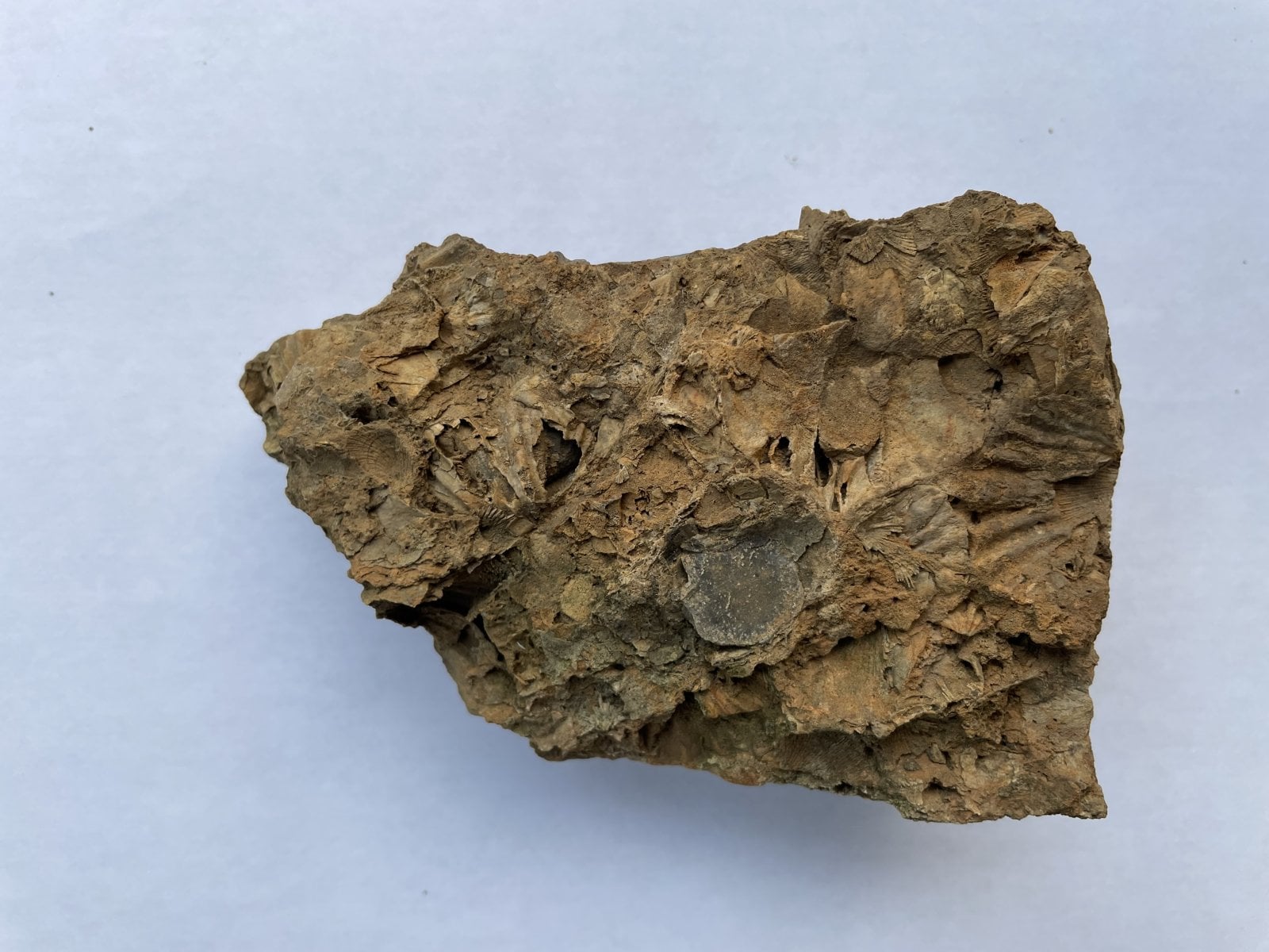 Lower Devonian Kingston NY fossils - The Fossil Forum