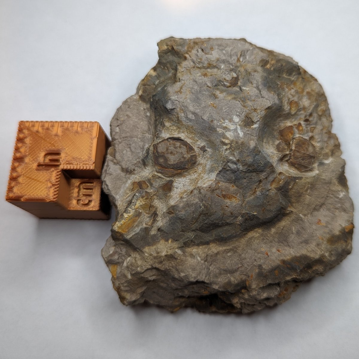 Tiny Microbrachiid placoderm from China - Member Collections - The ...
