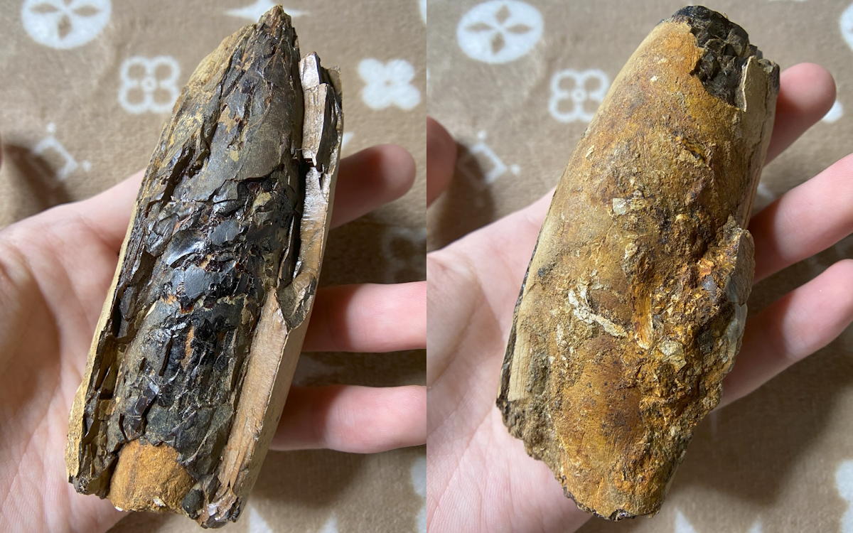 Show me your pliosaur teeth - General Fossil Discussion - The Fossil Forum