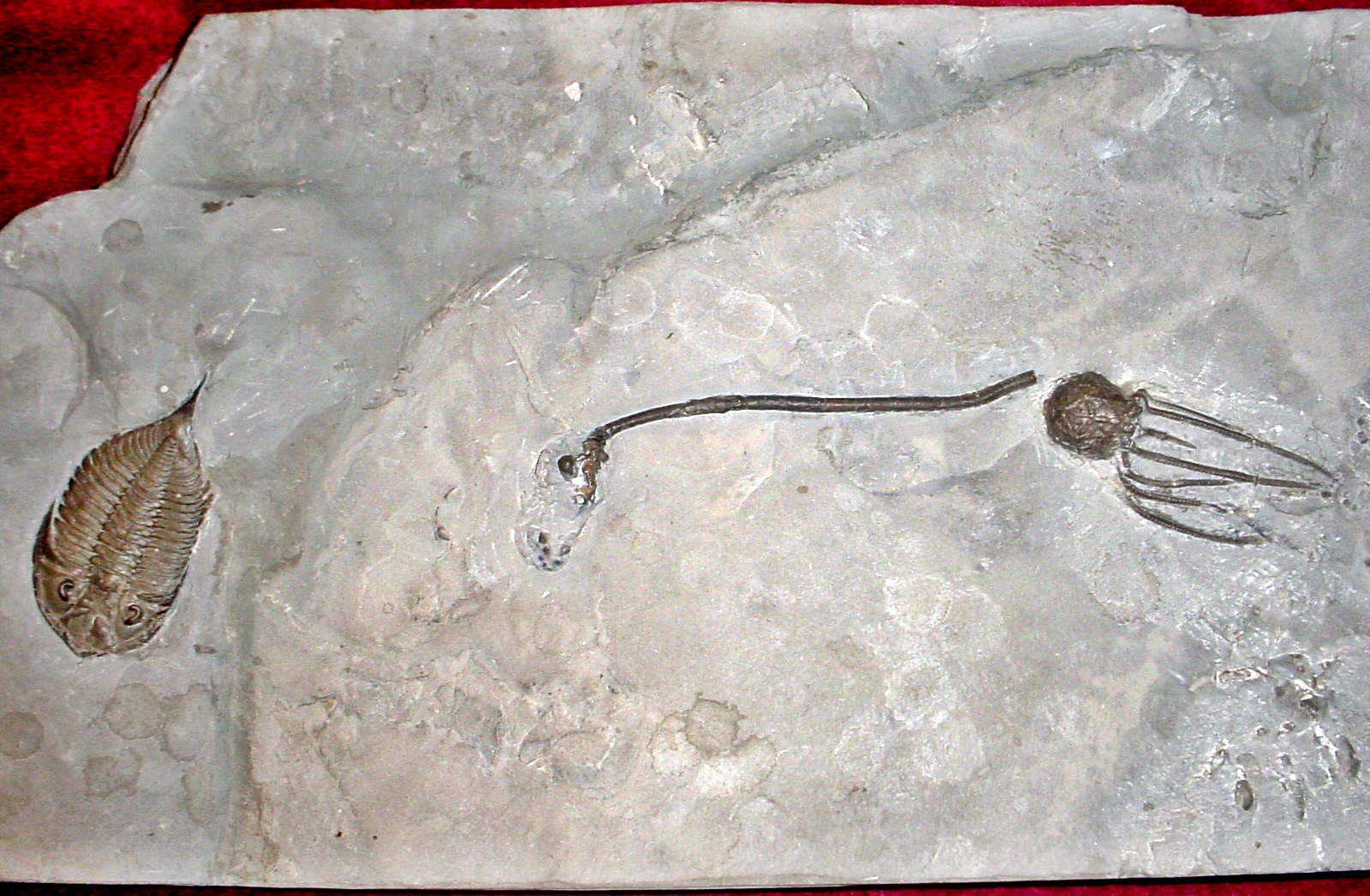 Show Us Your Rochester Shale Fossils - General Fossil Discussion - The ...