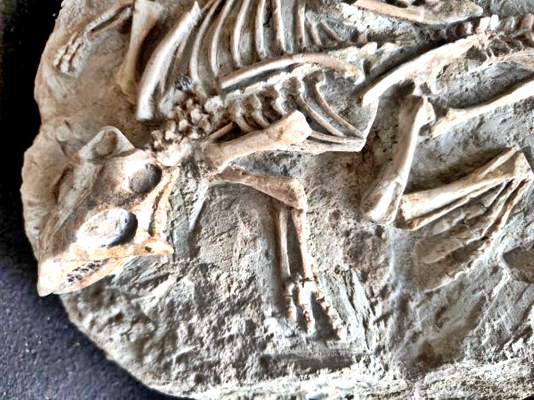 Psittacosaurus specimen, real or fake? - Is It Real? How to Recognize ...