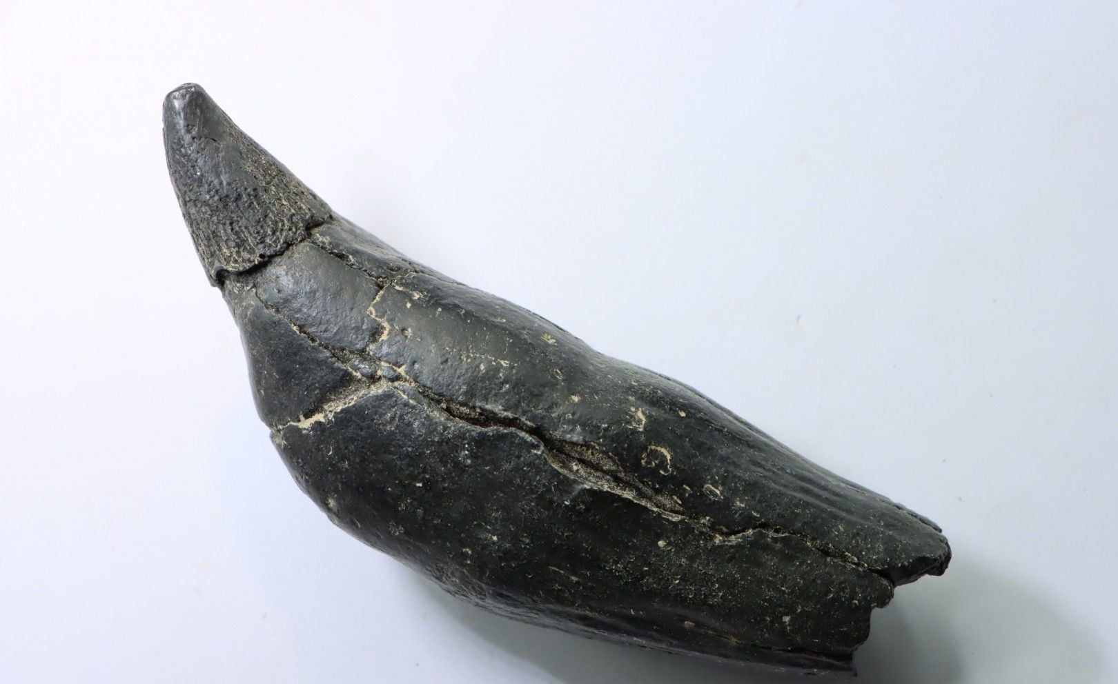 Virginia whale teeth - Fossil ID - The Fossil Forum