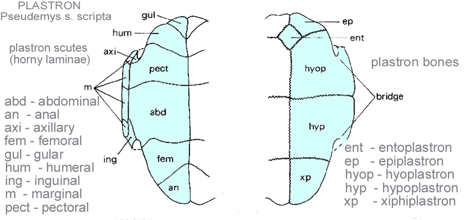 Florida scute? - Fossil ID - The Fossil Forum