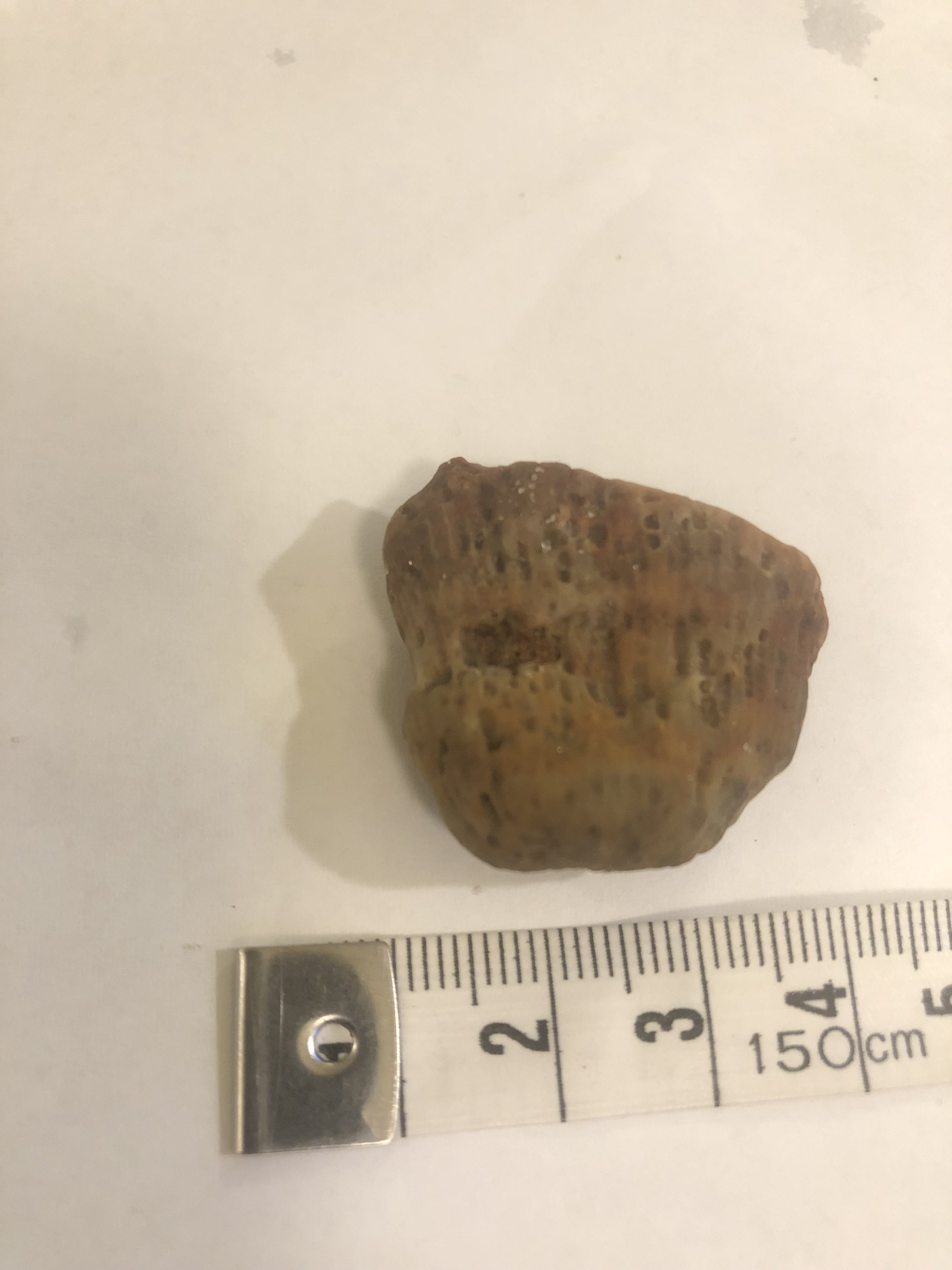 Barnacles? And something else - Fossil ID - The Fossil Forum