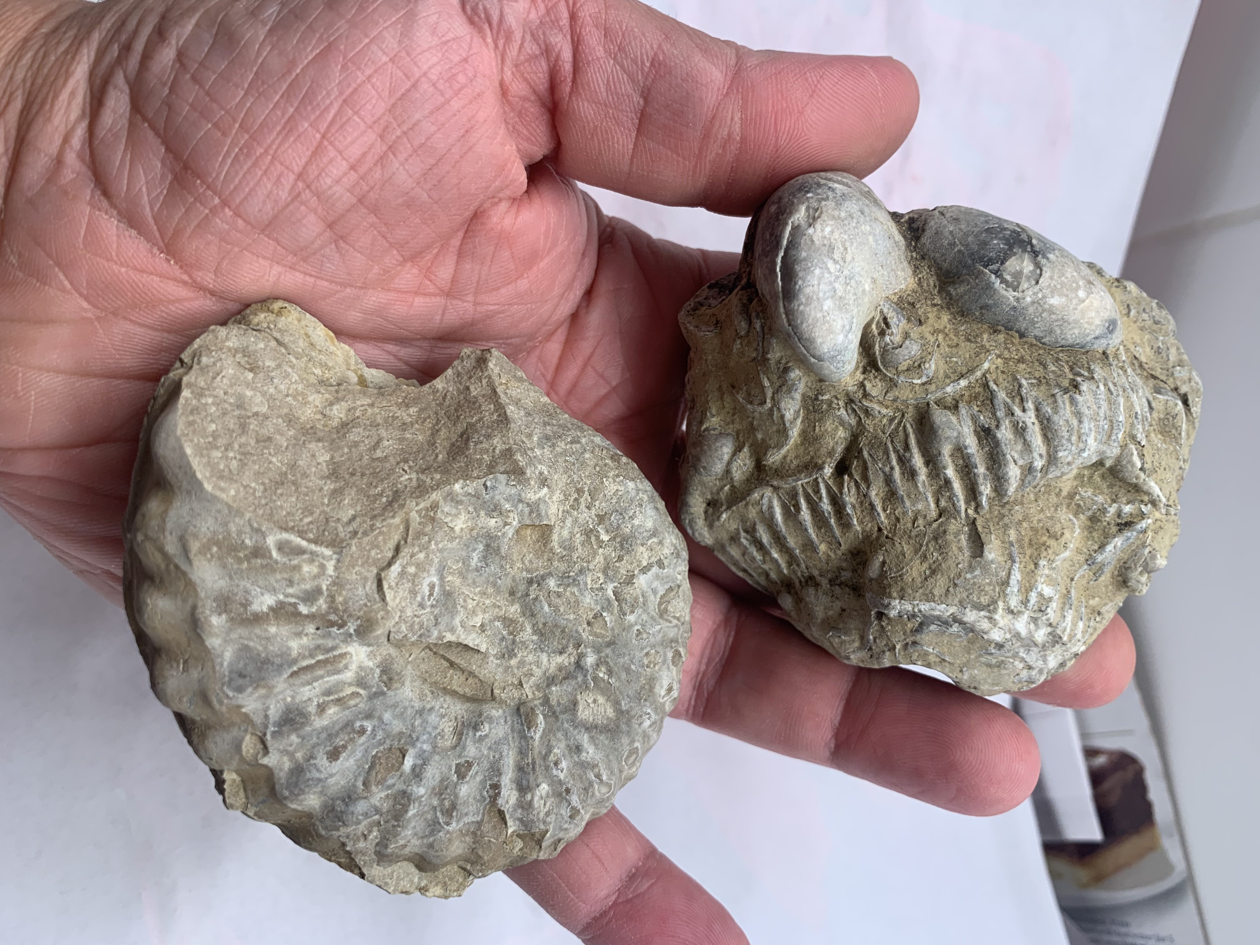 Mortoniceras+macraster near Downtown Fort Worth - Fossil Hunting Trips ...