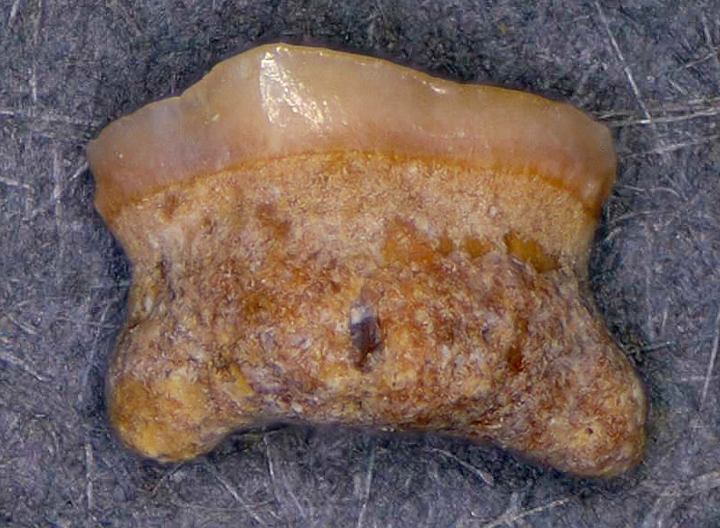 Need help to ID this rare and strange tooth found in the Midra shale ...