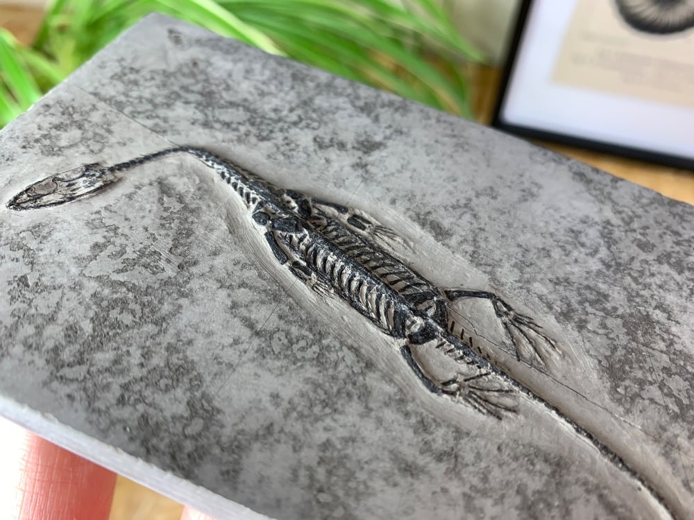 Real or fake keichousaurus - Is It Real? How to Recognize Fossil ...