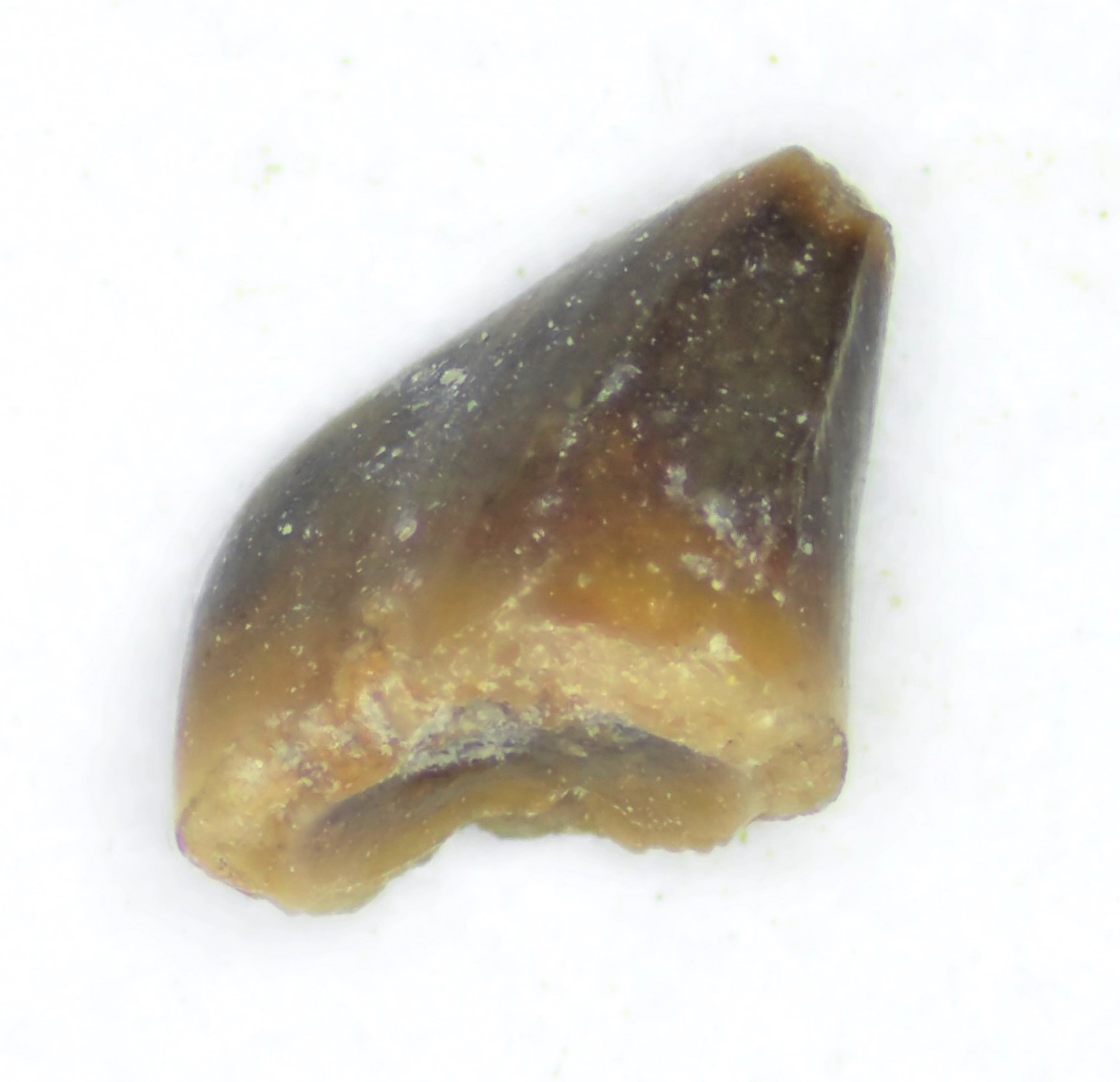 Dimetrodon tooth? Oklahoma Permian - Fossil ID - The Fossil Forum