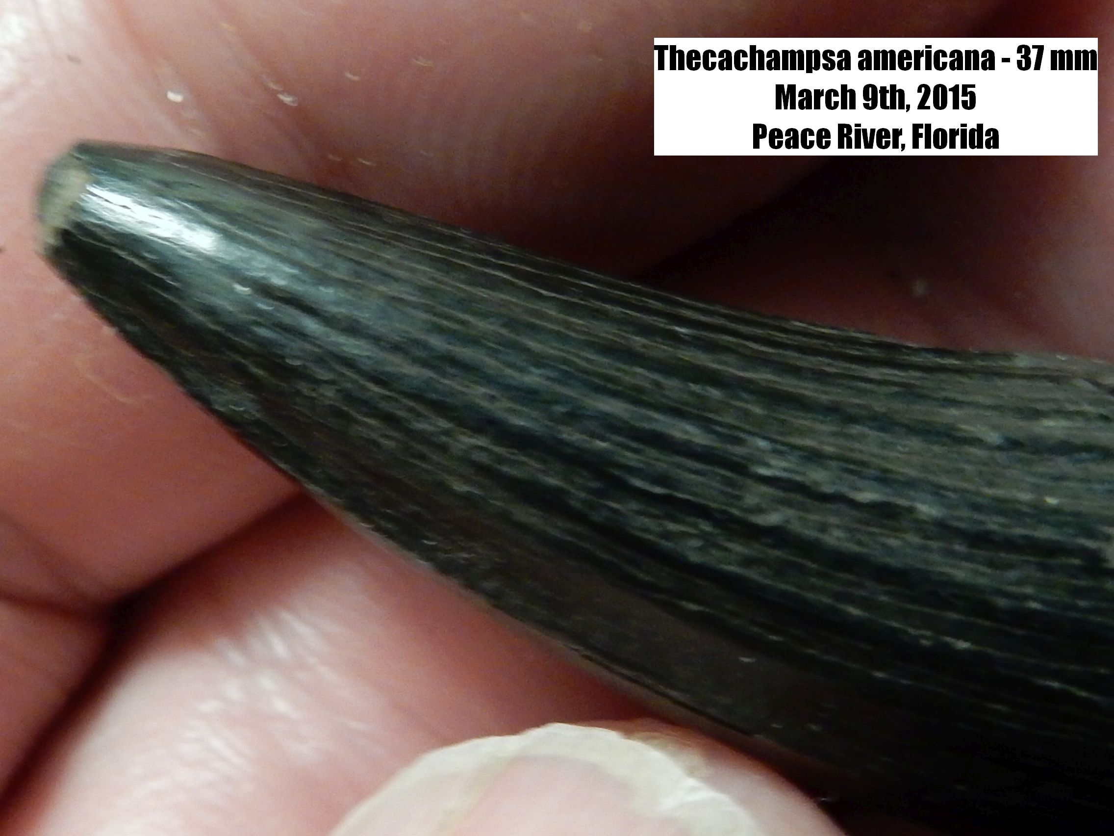 Cretaceous Reptile Tooth - Fossil ID - The Fossil Forum