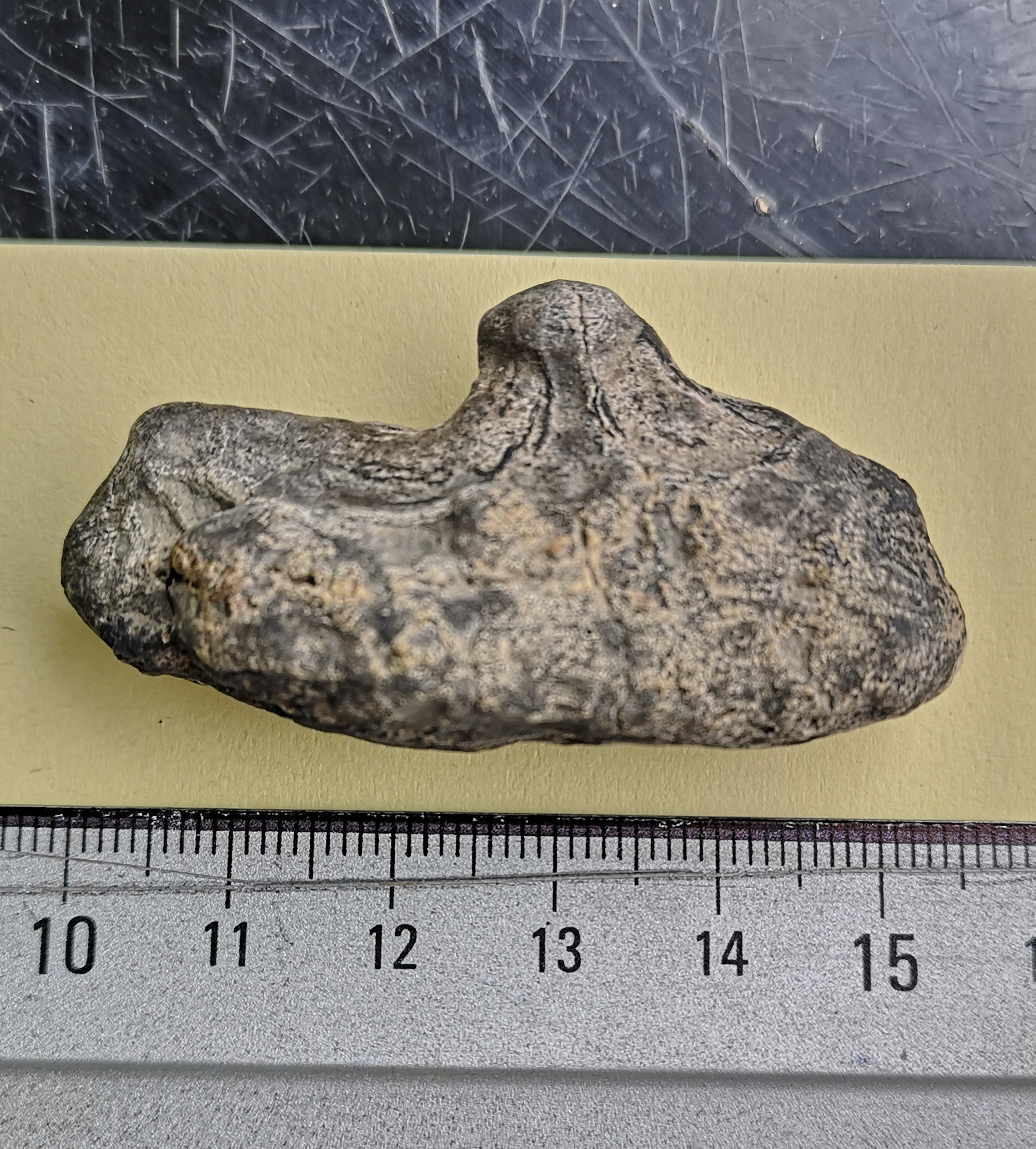 Ladonia - Fossil ID - The Fossil Forum