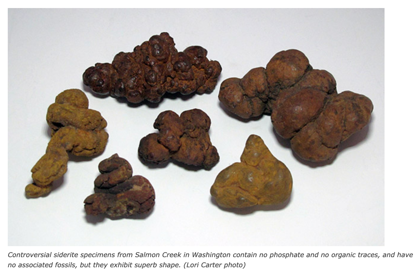 Coprolites? Acorns? Pyrite going brown. - Fossil ID - The Fossil Forum