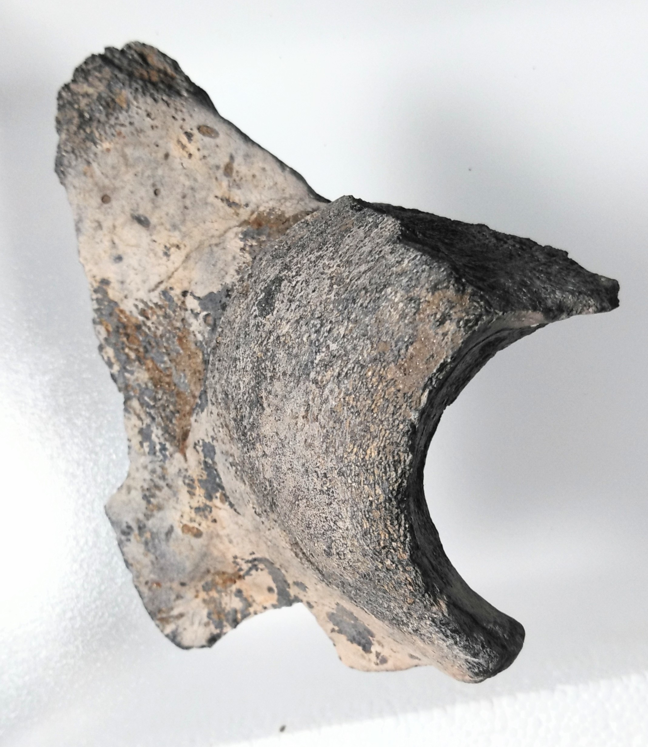 Occipital condyle? - Fossil ID - The Fossil Forum