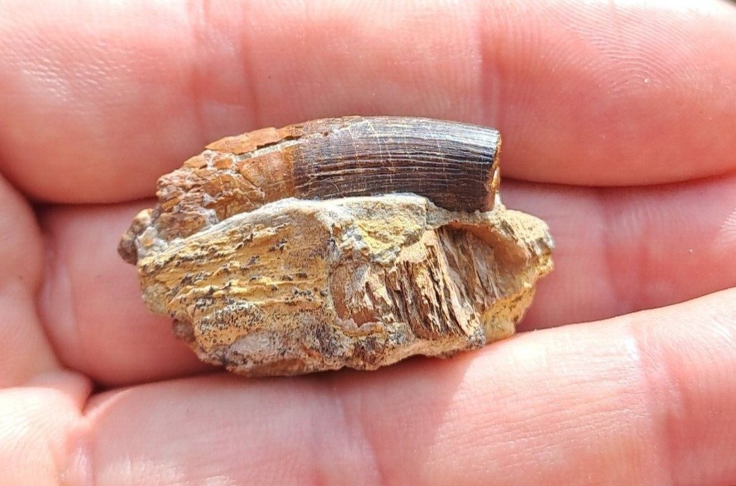 Partial Rhomaleosaurus tooth from UK? - Fossil ID - The Fossil Forum