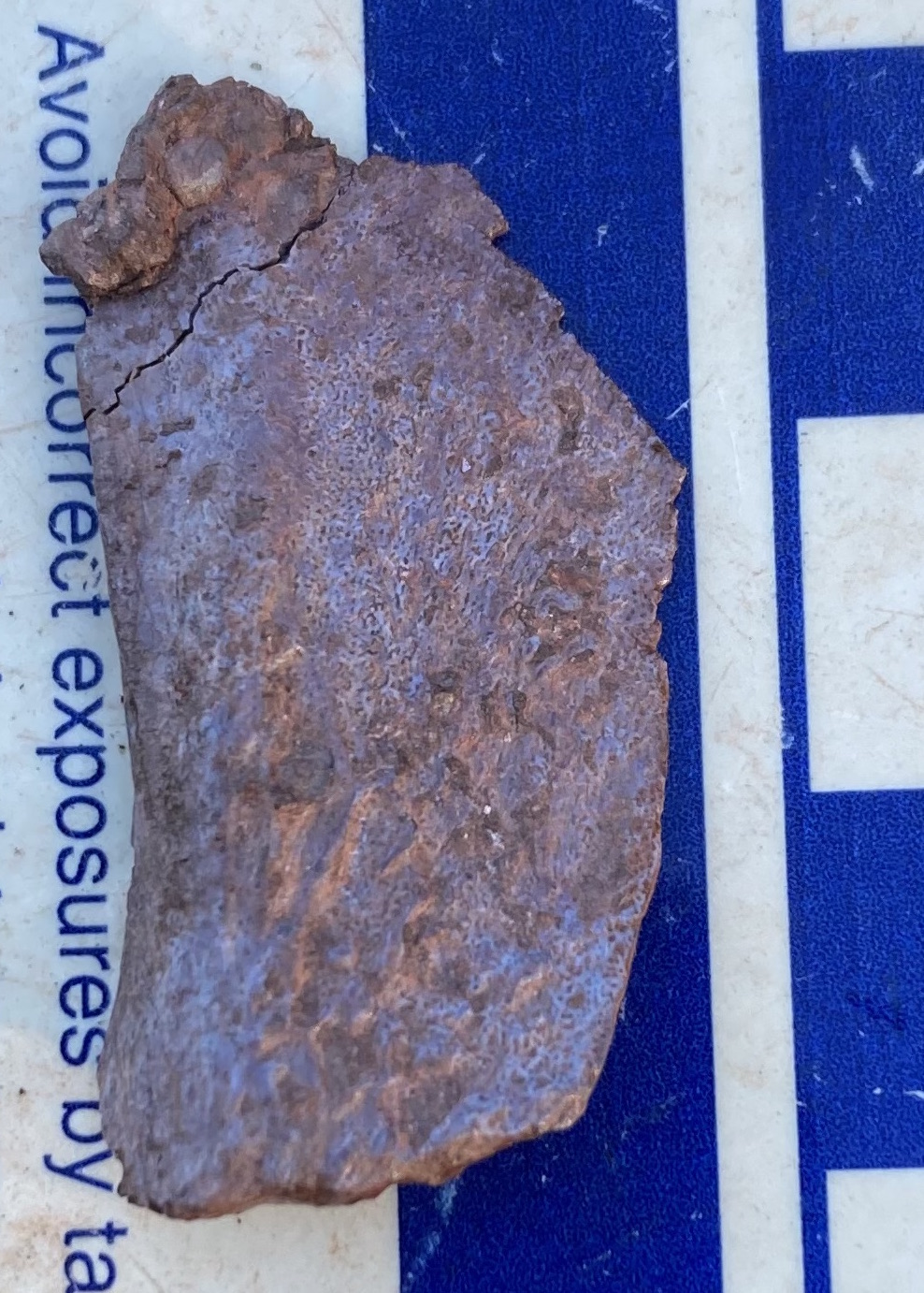 Catskill Formation 2023 - Fossil Hunting Trips - The Fossil Forum