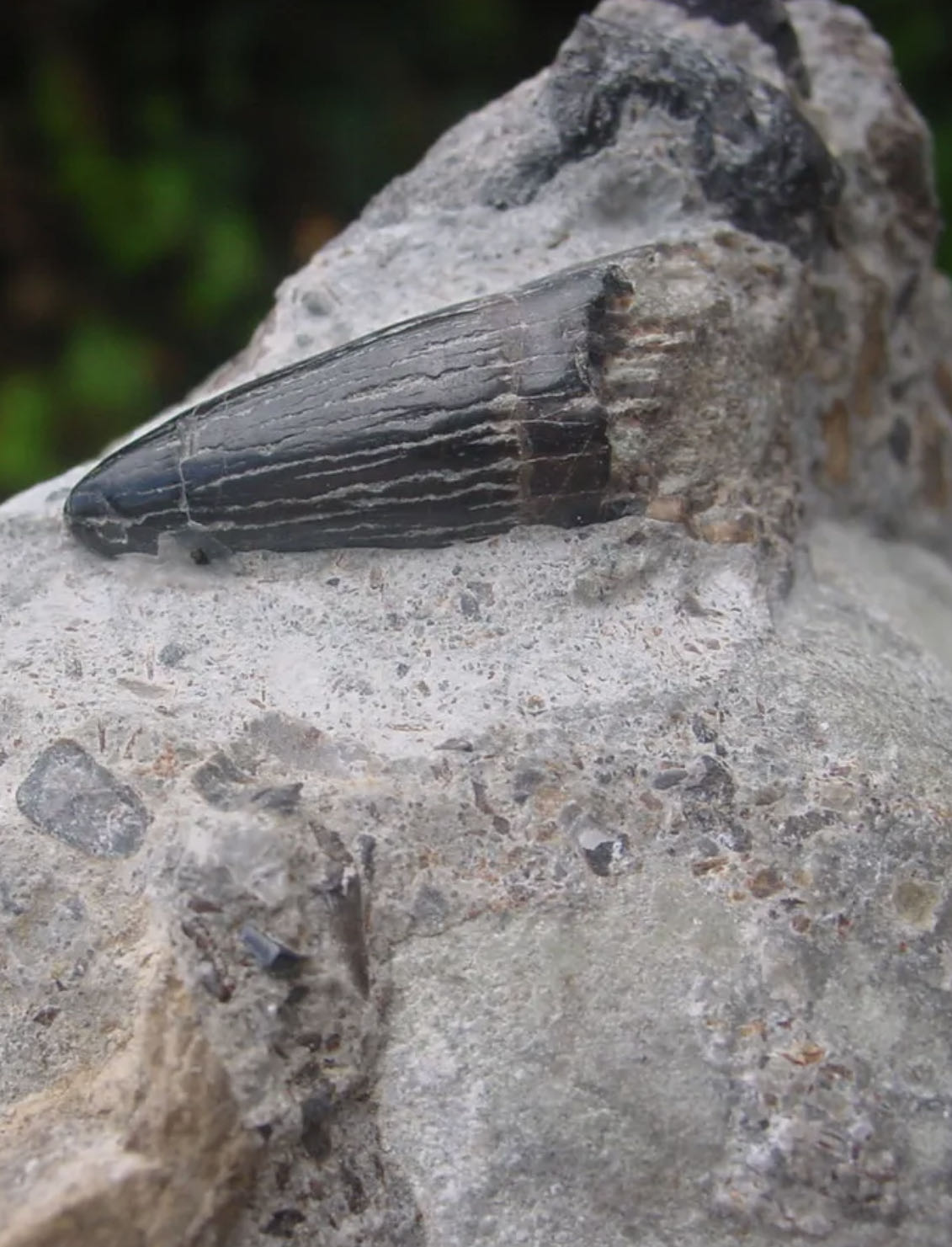 Partial Rhomaleosaurus tooth from UK? - Fossil ID - The Fossil Forum