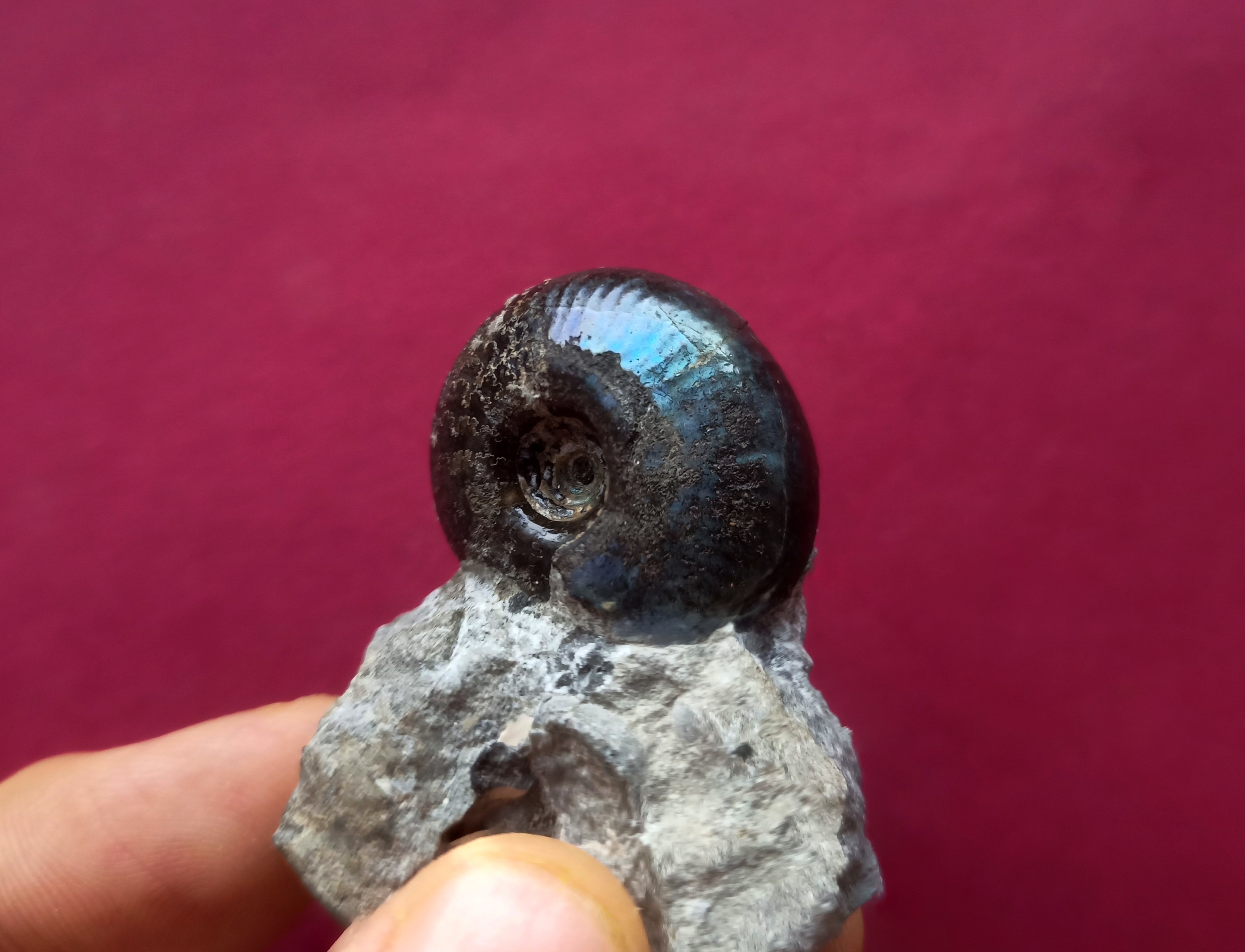 Show Us Your Blue Fossils - Page 6 - Member Collections - The Fossil Forum