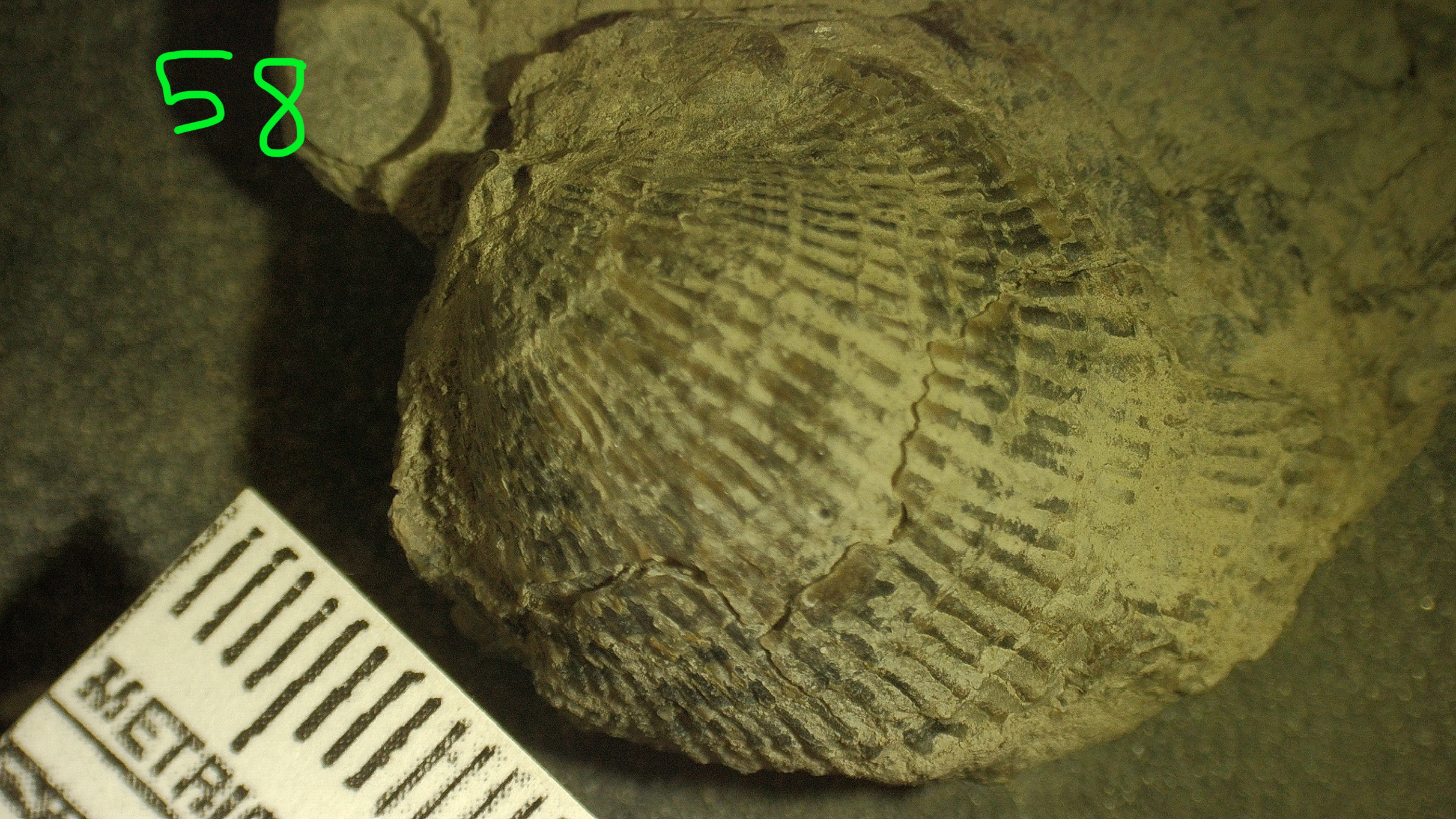 Penn Dixie Bivalves and Brachiopods - Fossil ID - The Fossil Forum