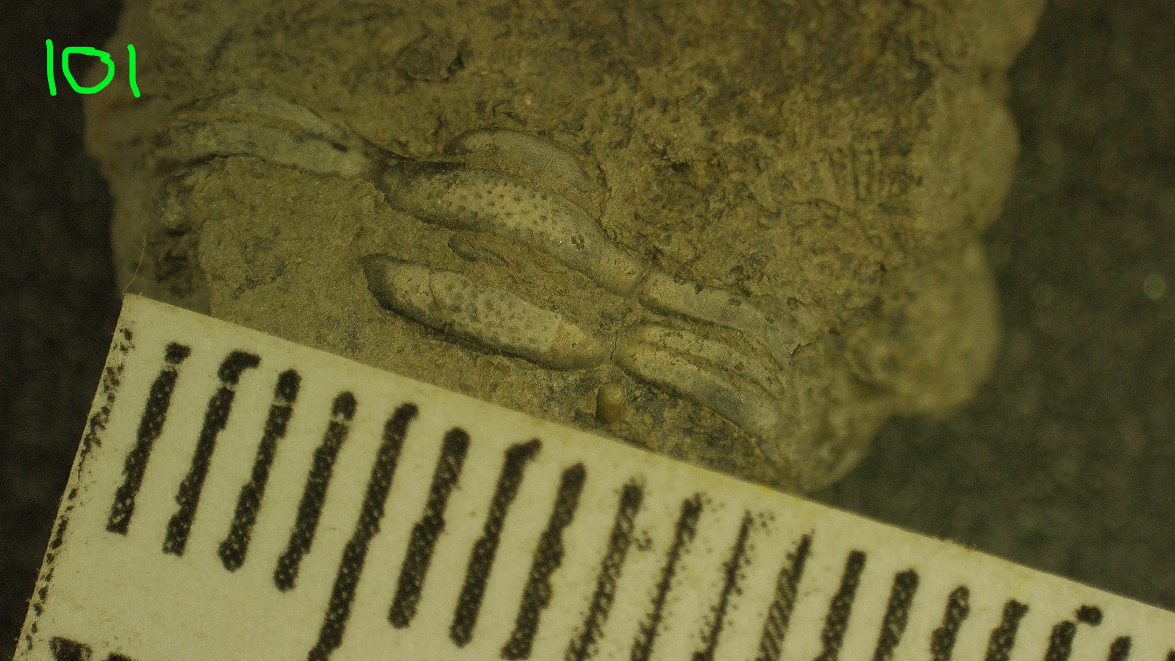 Penn Dixie bryozoan - Fossil ID - The Fossil Forum