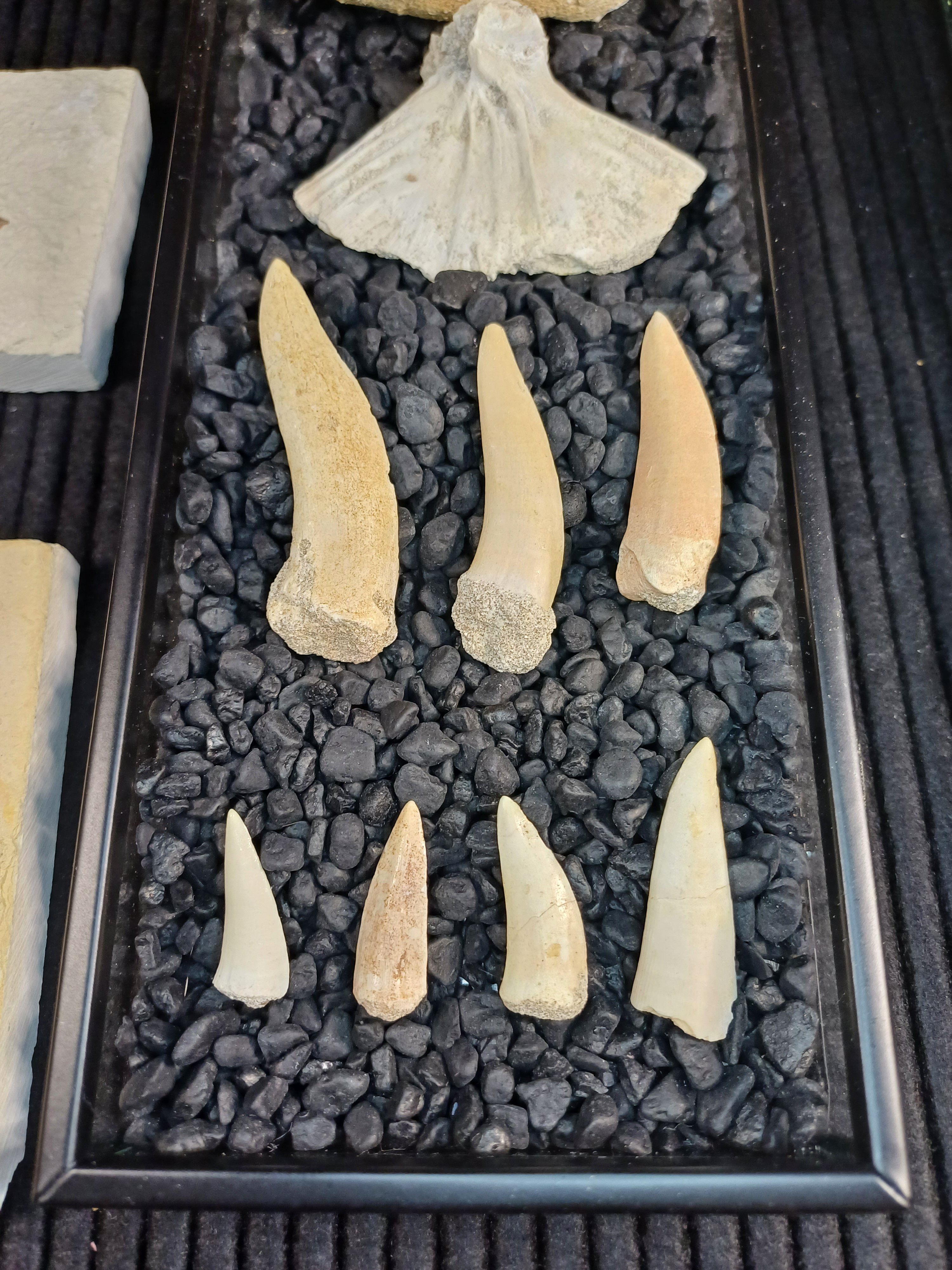 Show us your display for small fossils? - General Fossil Discussion ...