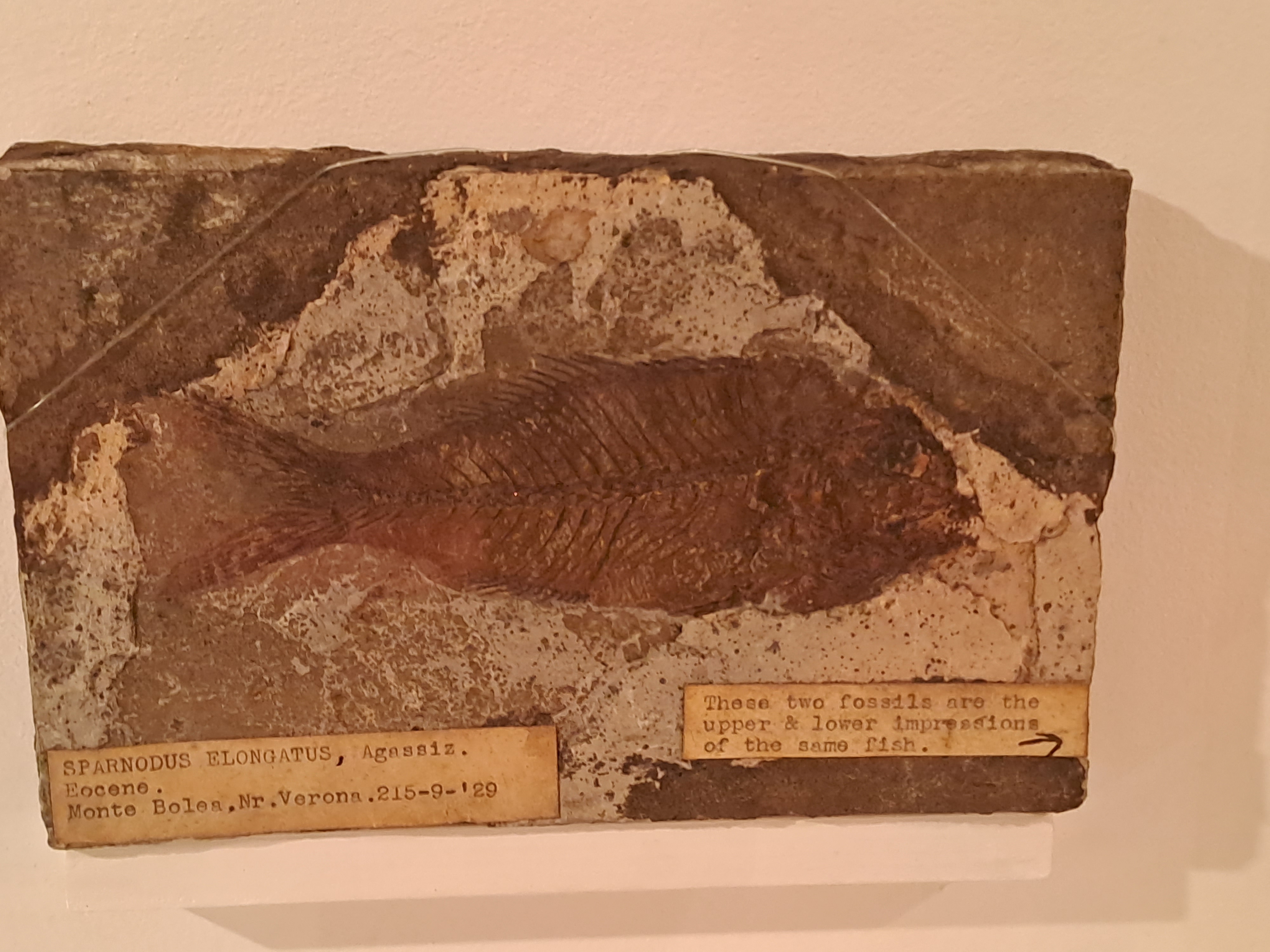 Derby Museum and Gallery - A Trip to the Museum - The Fossil Forum