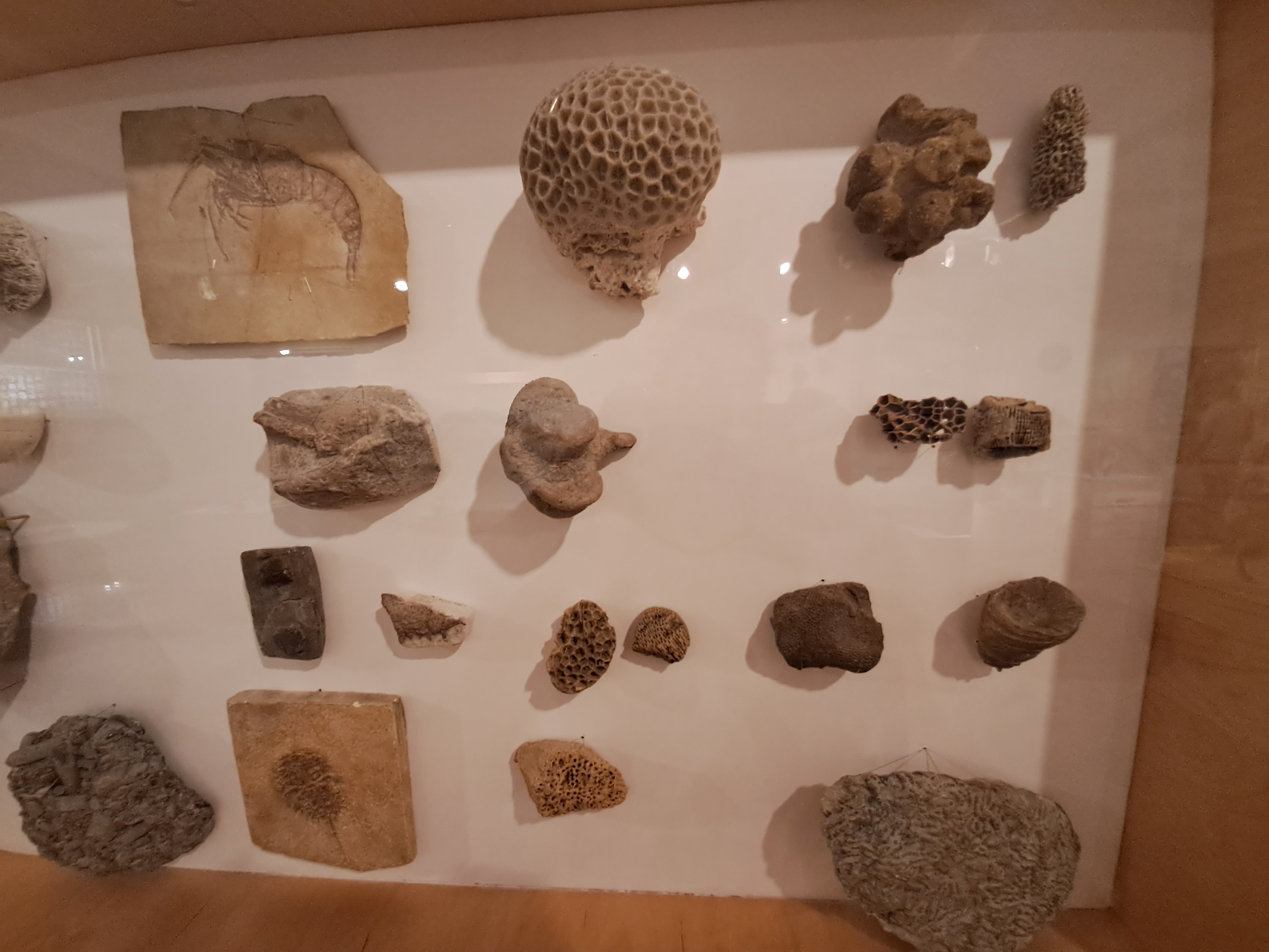 Derby Museum and Gallery - A Trip to the Museum - The Fossil Forum