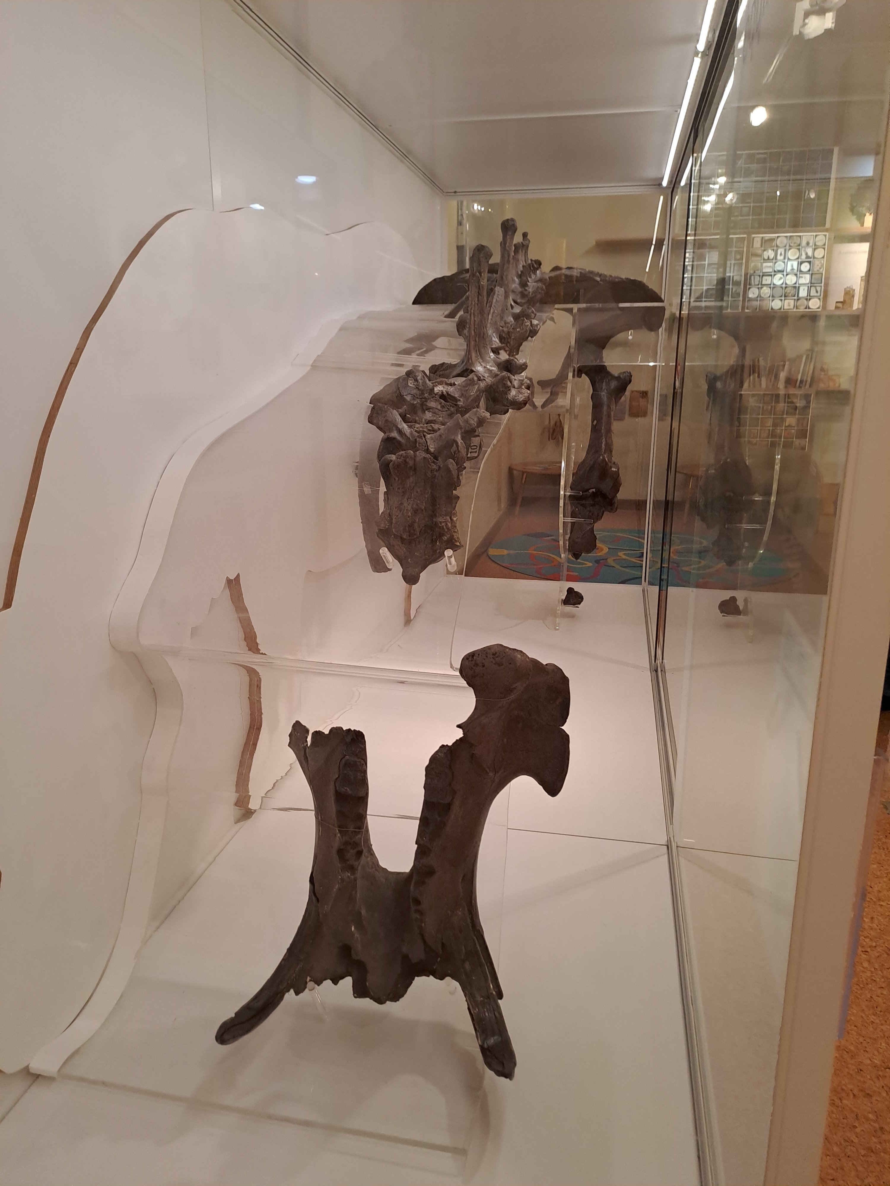 Derby Museum and Gallery - A Trip to the Museum - The Fossil Forum