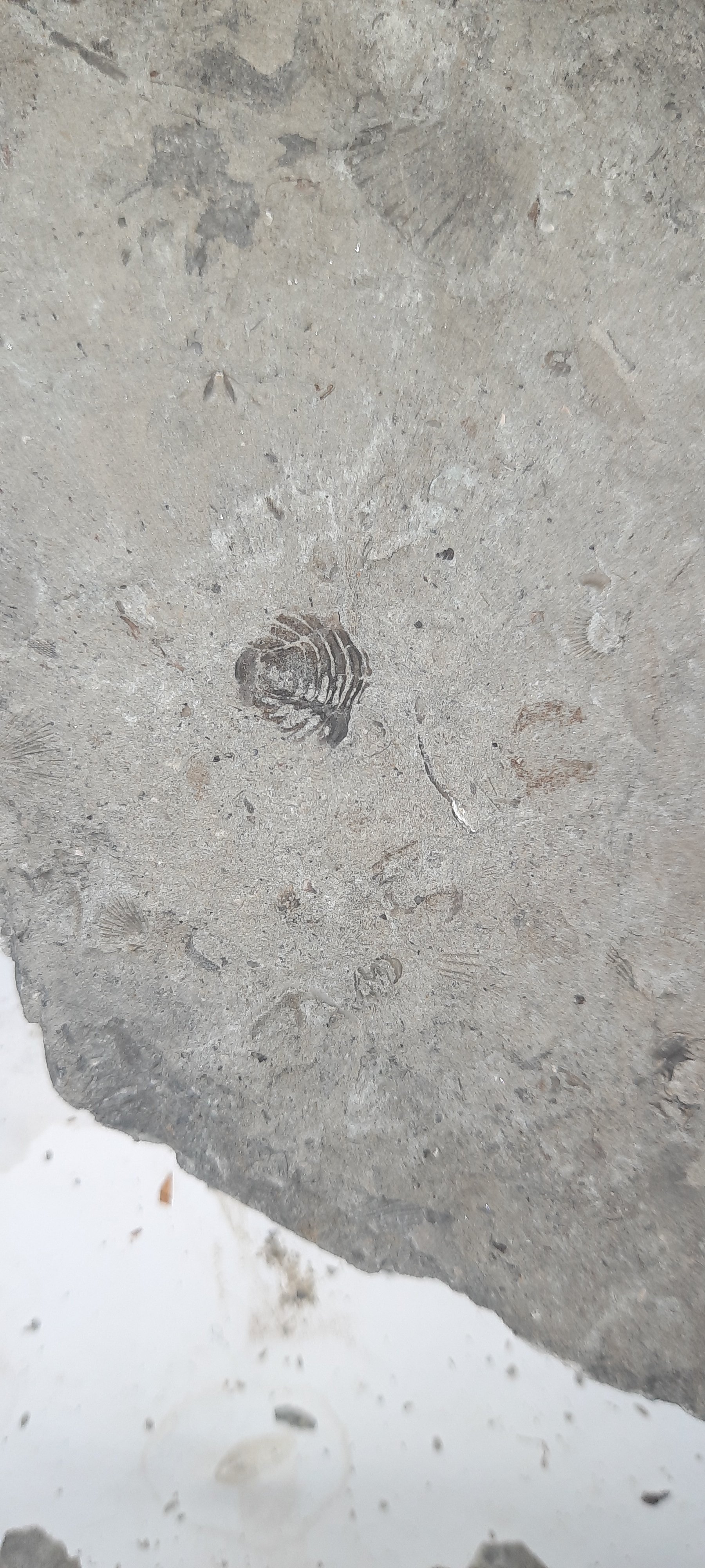 a few photos from the past couple of days - Fossil ID - The Fossil Forum