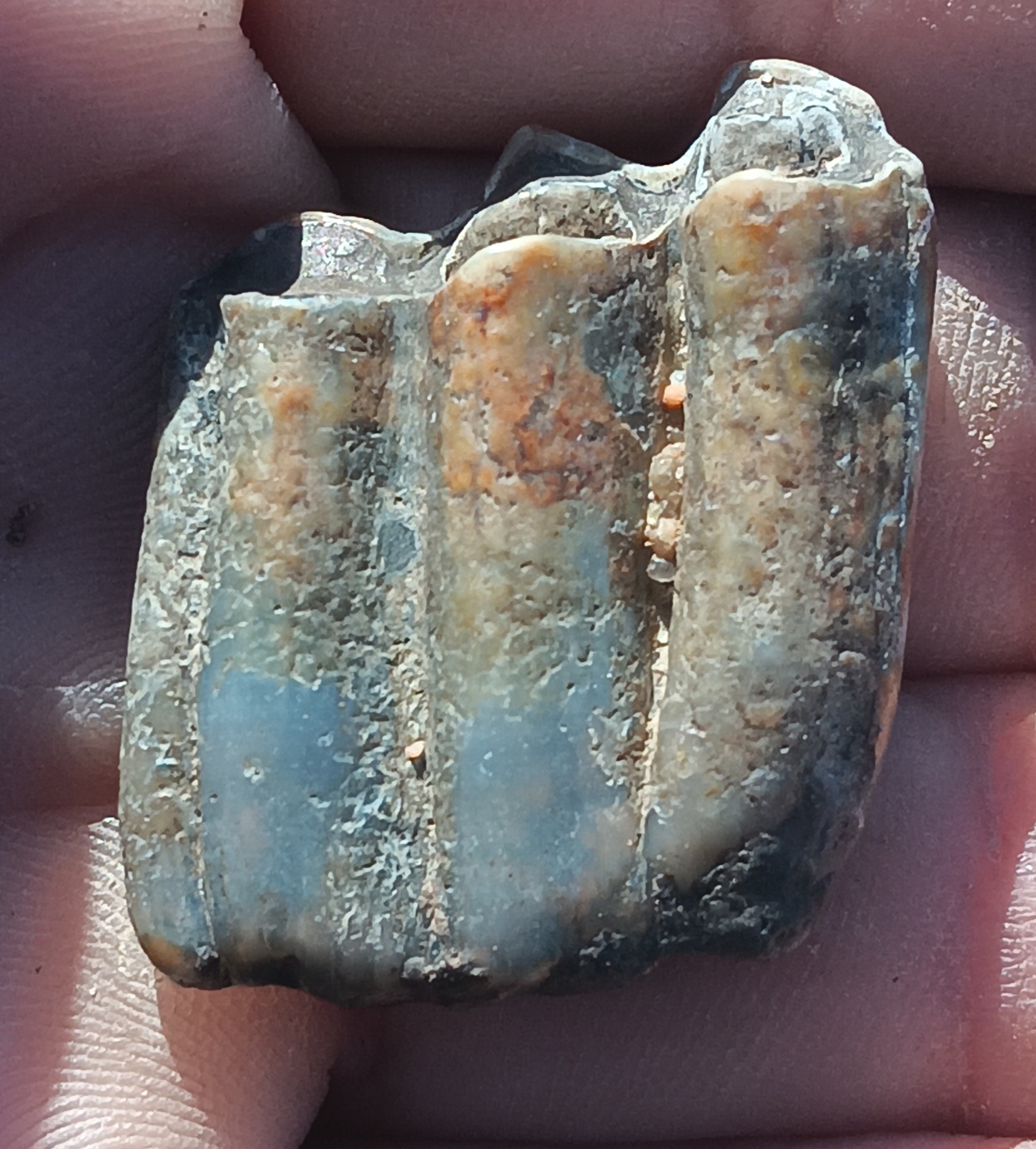 SE Texas - 2 teeth found - Fossil ID - The Fossil Forum