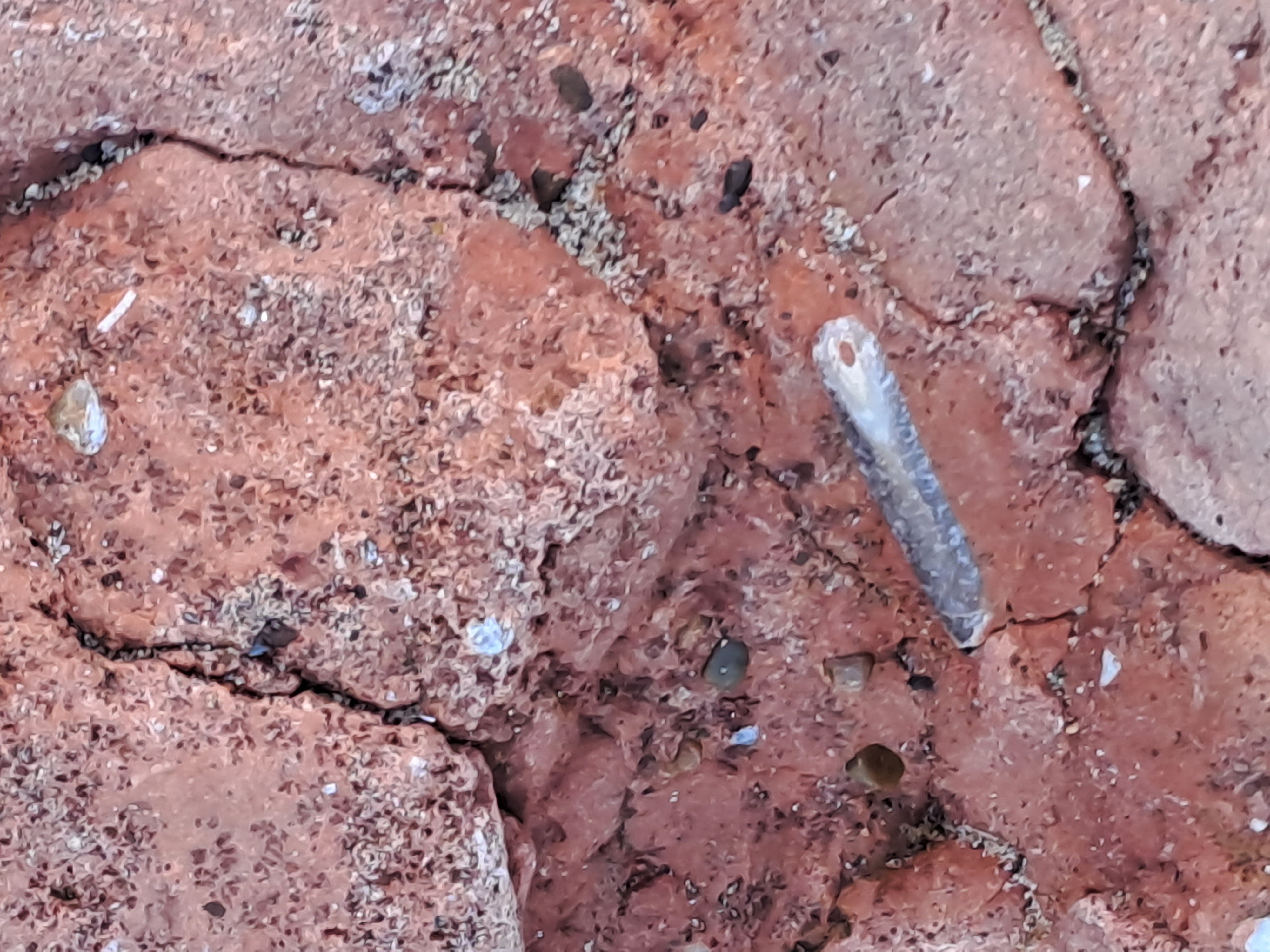 Hunstanton Cliffs Norfolk UK - Fossil Hunting Trips - The Fossil Forum