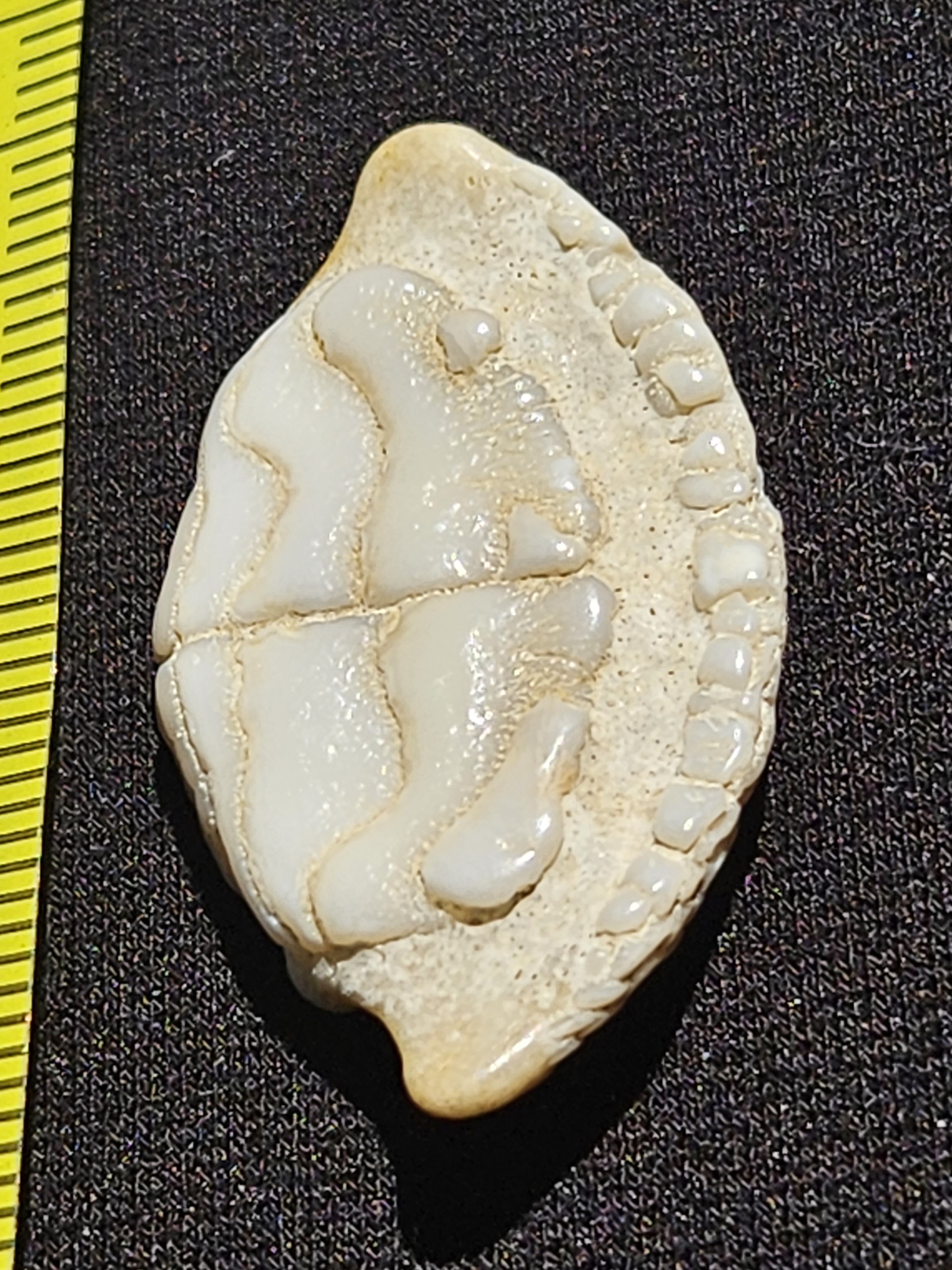 Newcastle NSW Australia - Fish tooth plate?? - Fossil ID - The Fossil Forum
