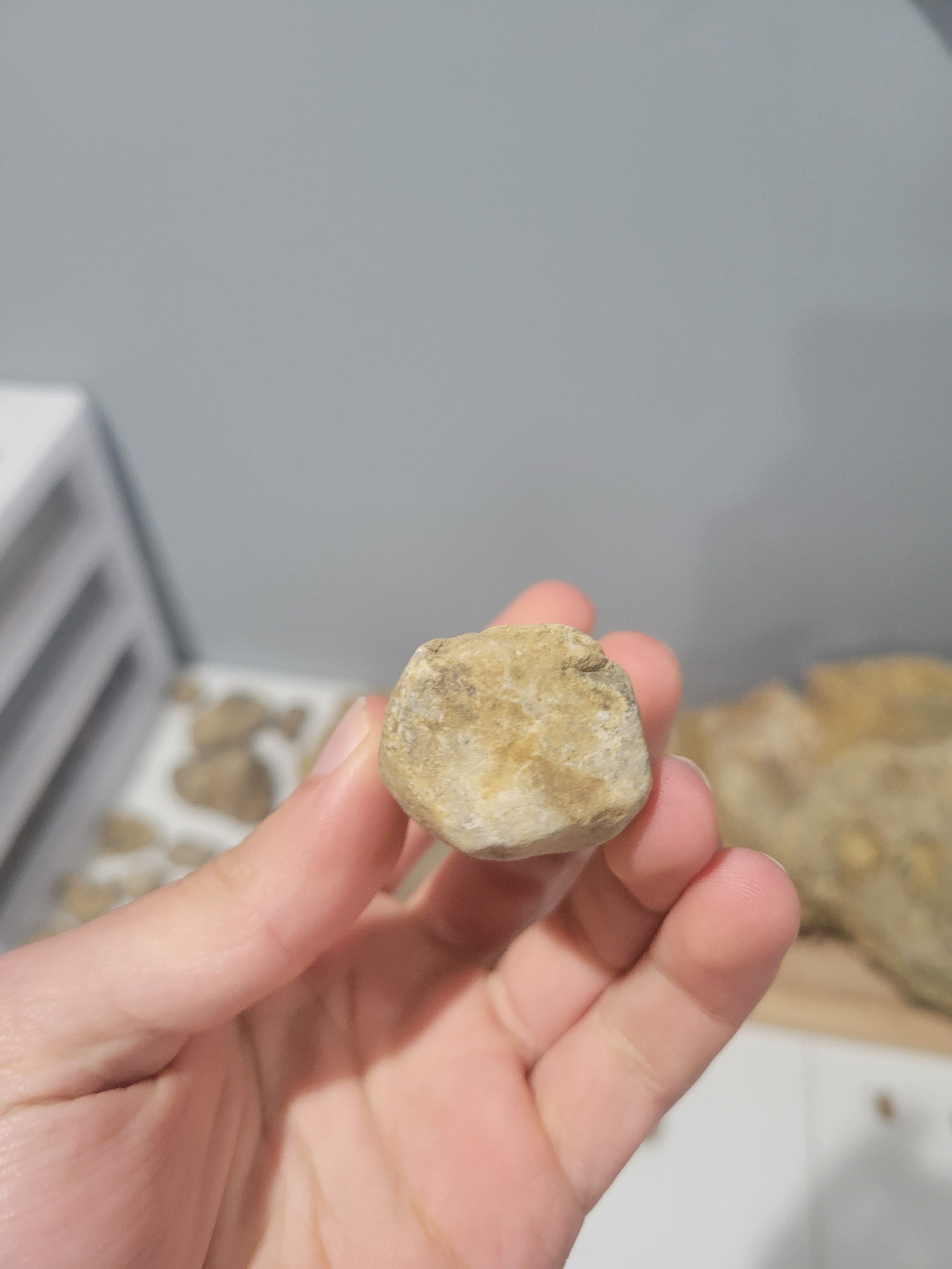 Worm burrow? - Fossil ID - The Fossil Forum